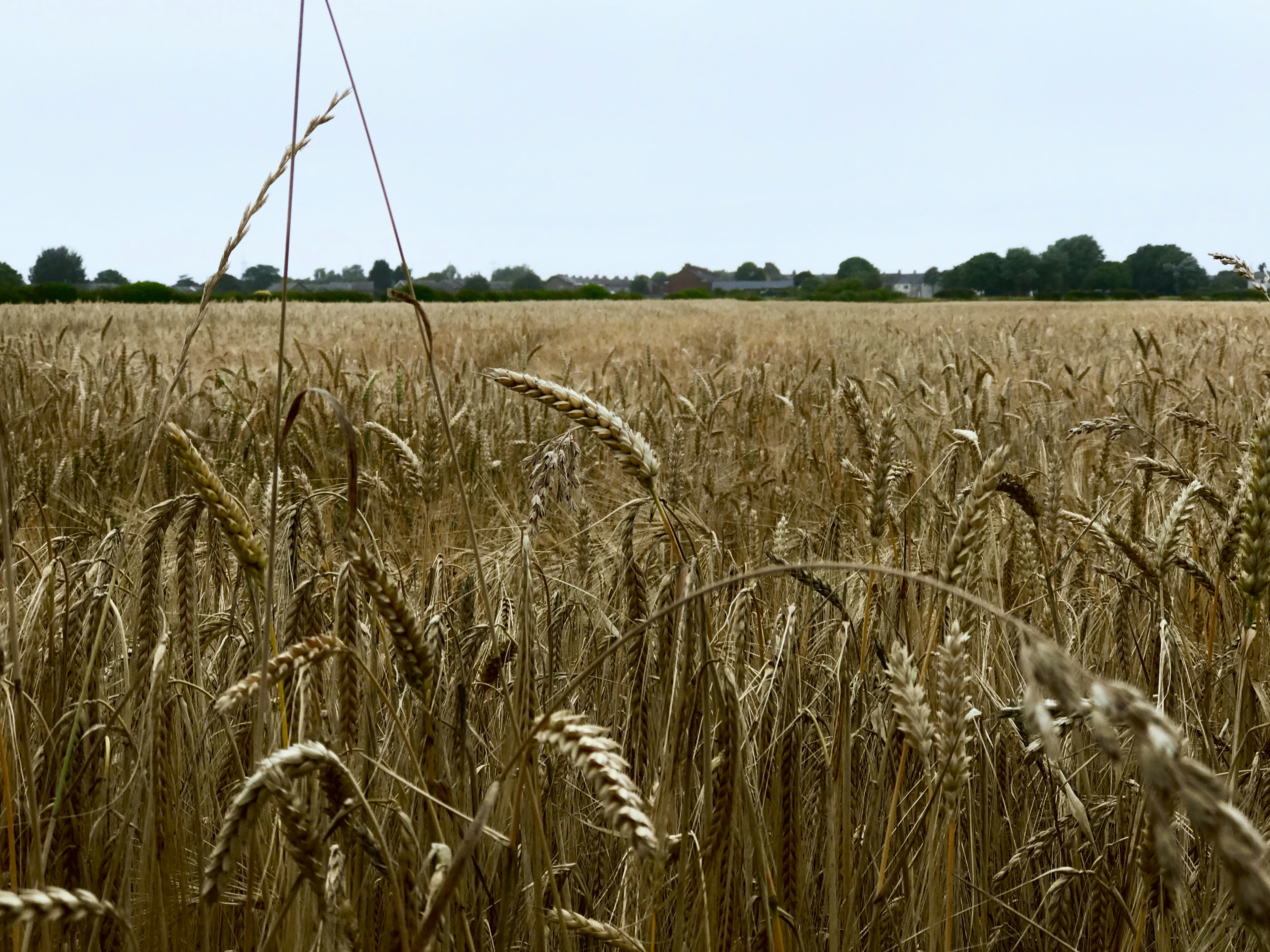Golden wheat fields stretching towards a distant tree line beneath an overcast sky.