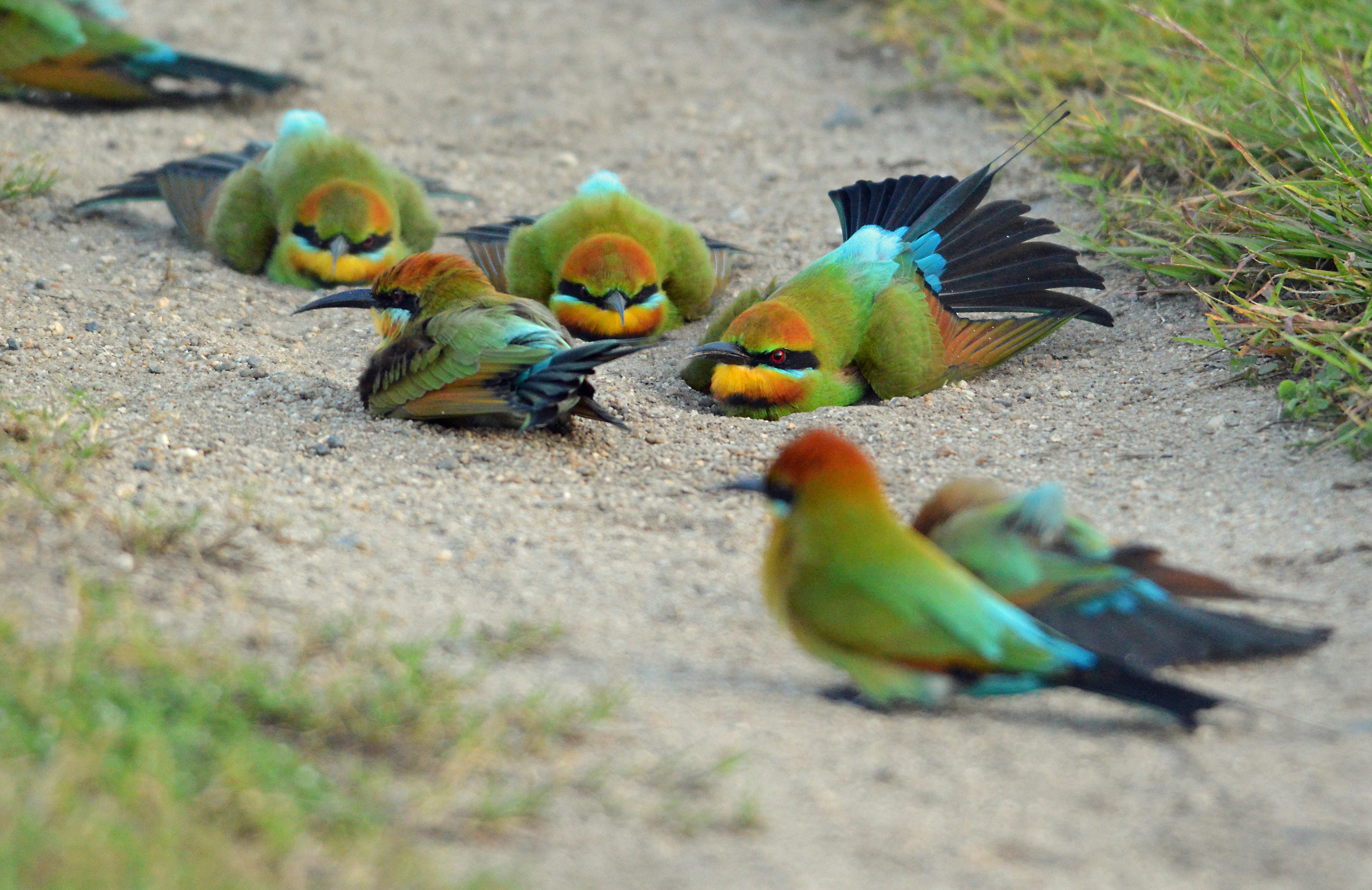 Colorful Court of Feathers: A Group of Green-Blue Birds Resting on a Dusty Path