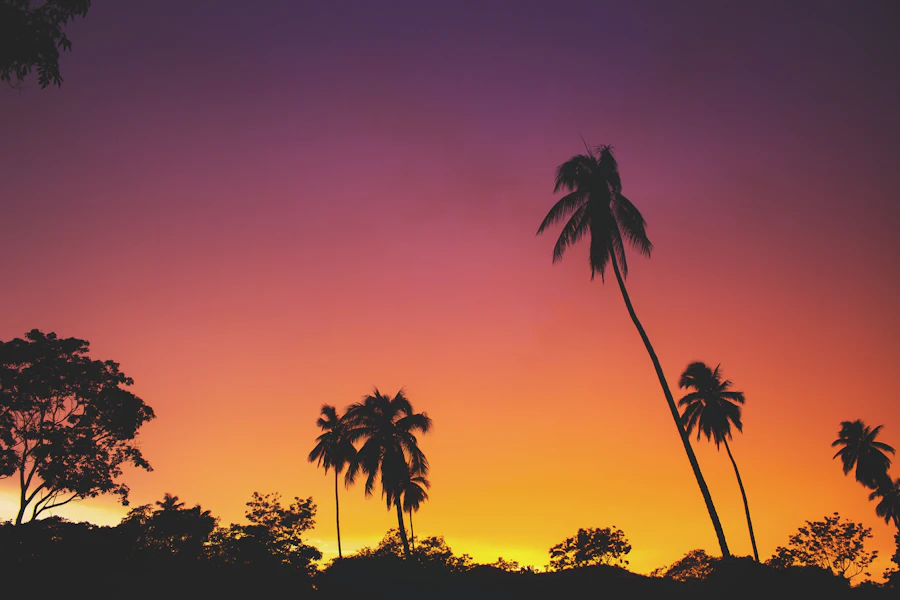 Silhouetted palm trees and treetops against a vivid orange, pink, and purple sunset sky. The tallest palm leans dramatically to the right.