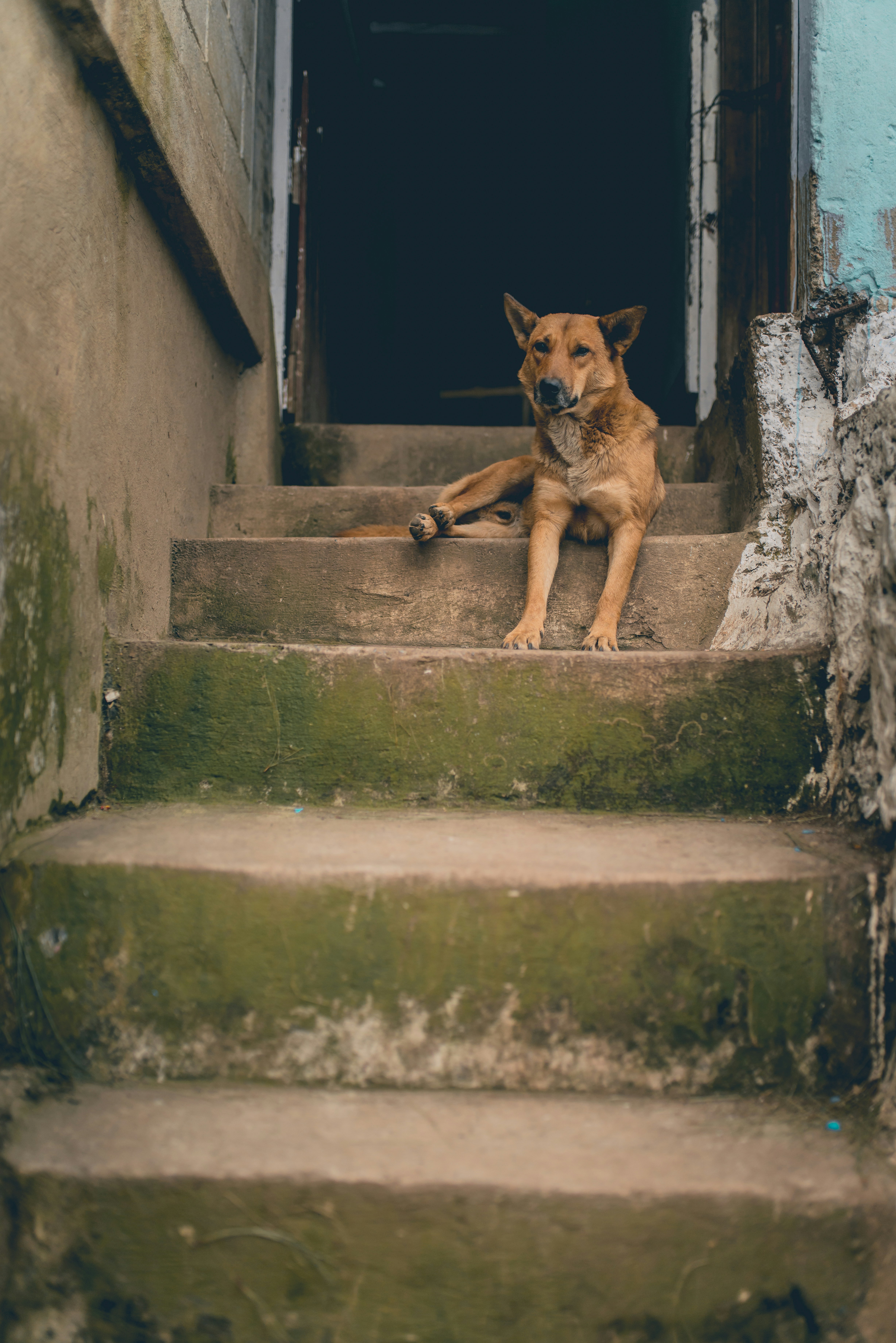 A relaxed dog lounging on weathered stairs, embodying a serene moment amidst a rustic setting.