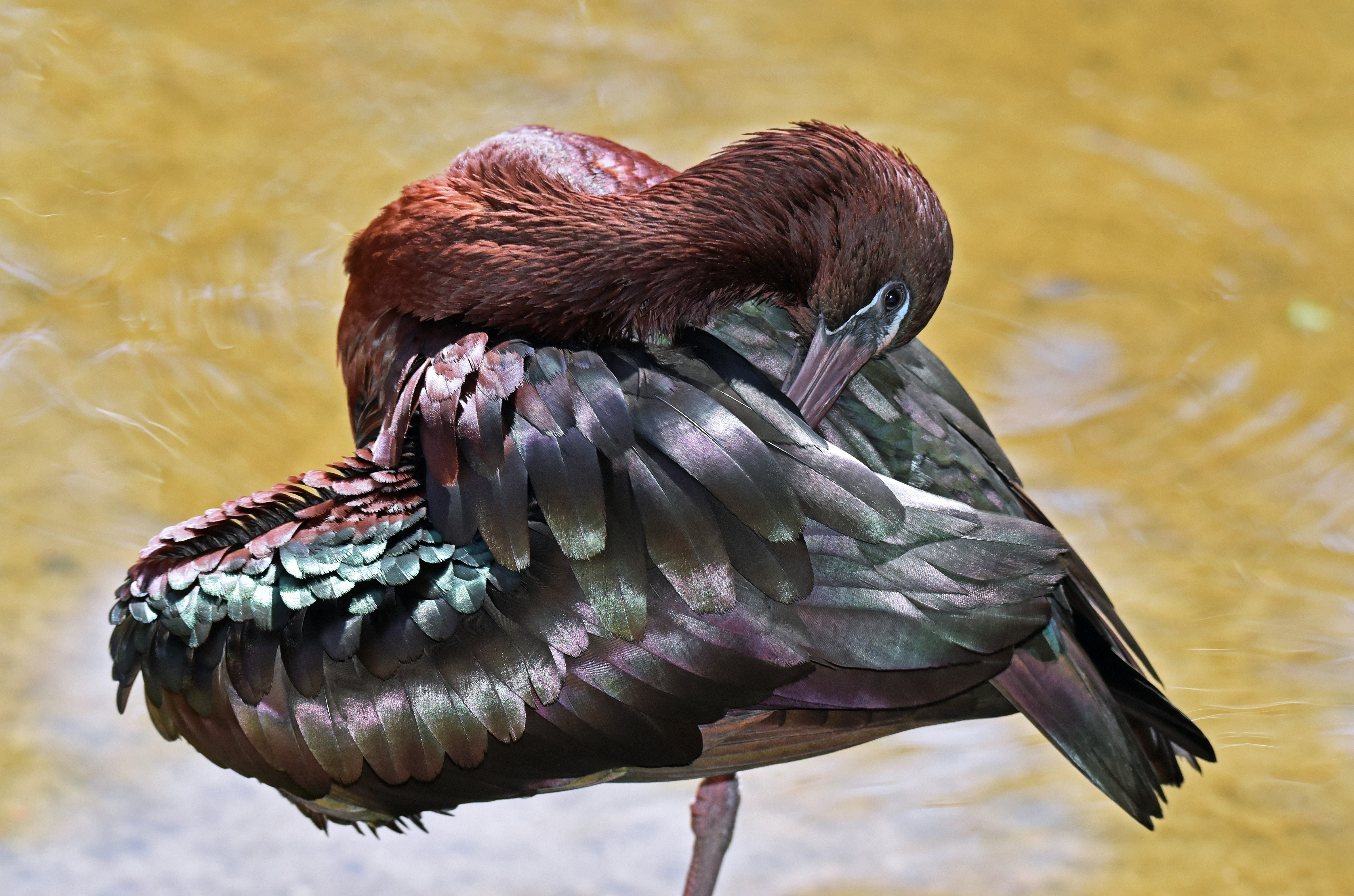 A glossy bird preening its plumage by the water's edge, showcasing intricate feather patterns and vibrant colors.