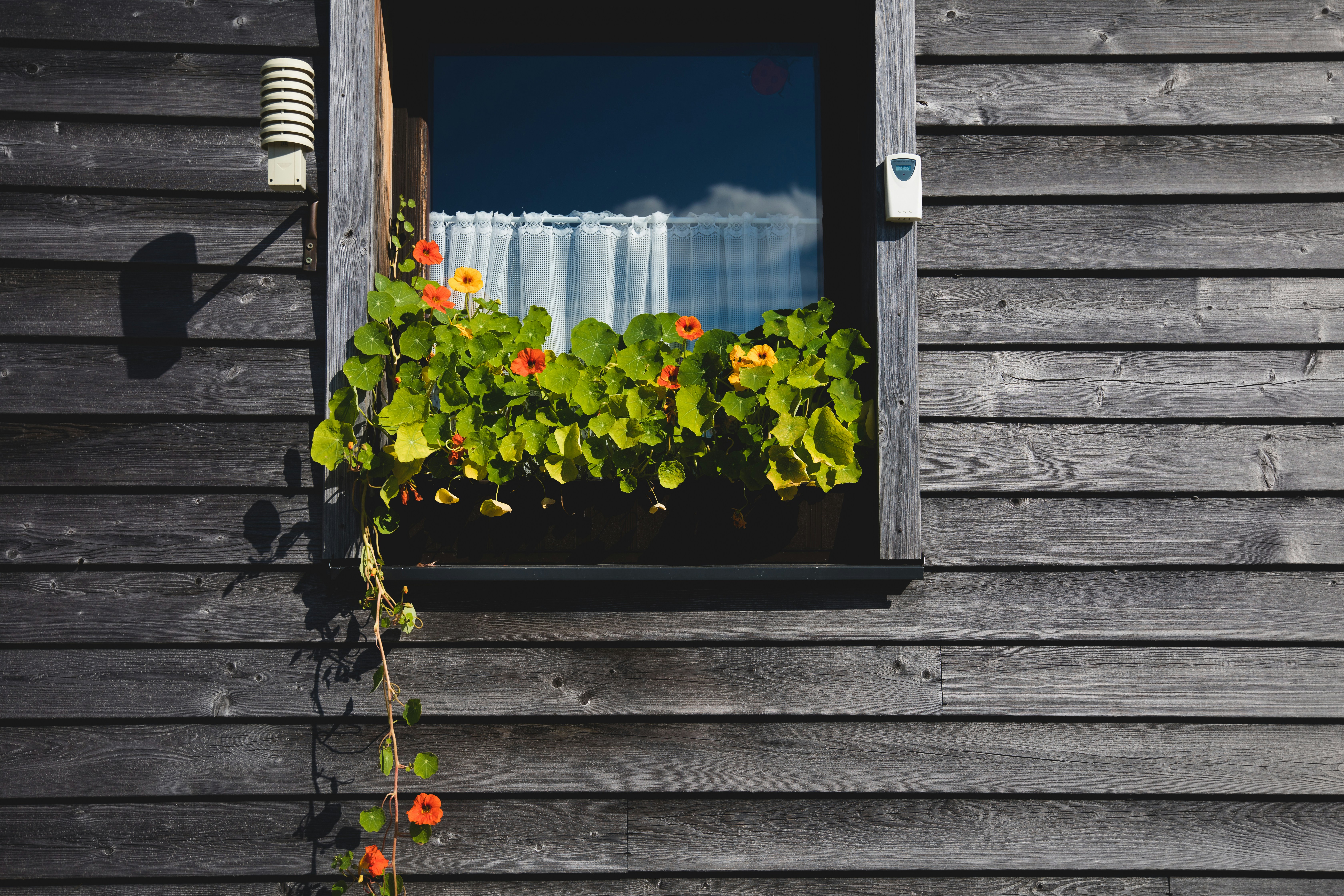 Vibrant flowers spill from a window box against a dark wooden wall, contrasting nature with architecture.