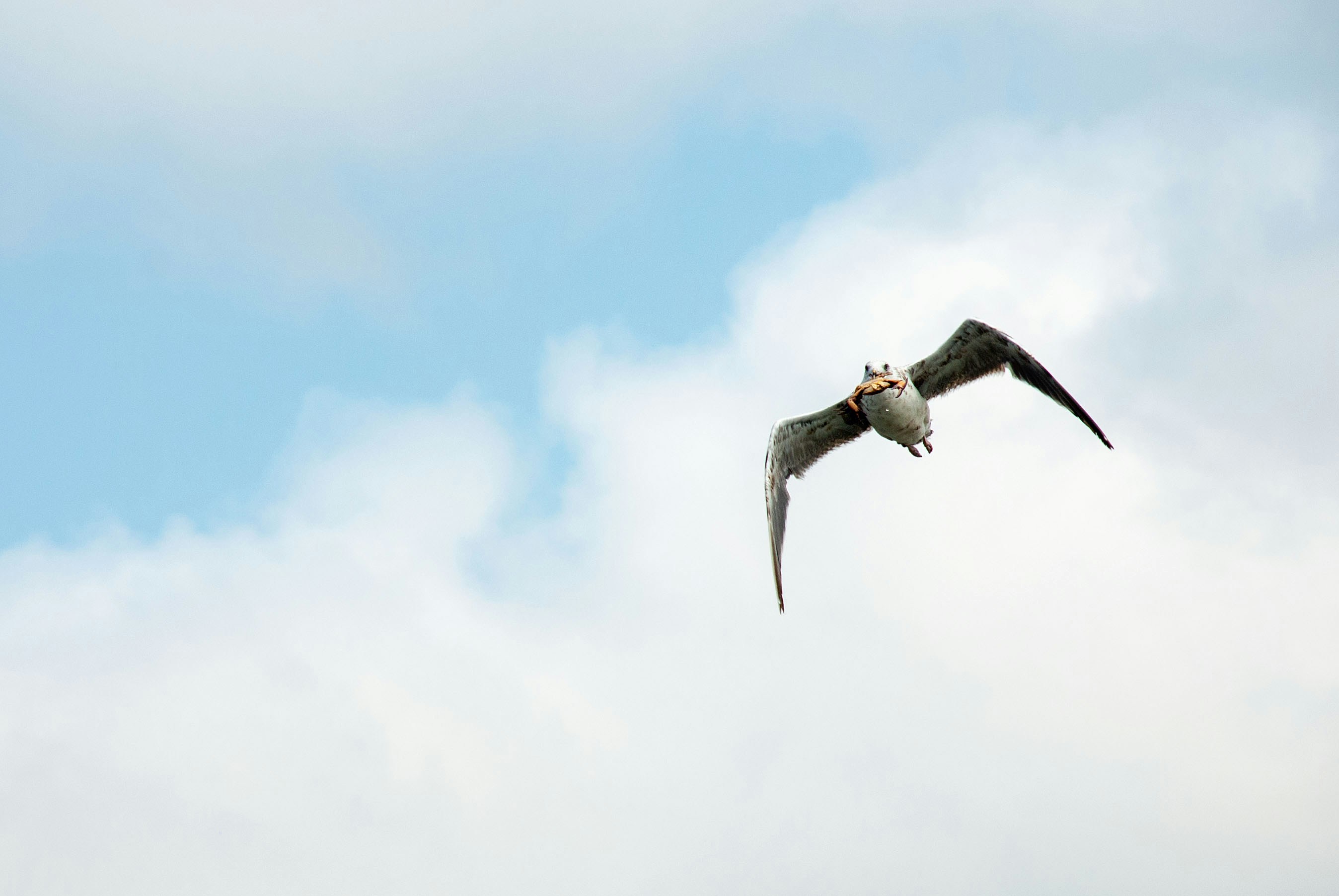 Seabird soaring against a backdrop of soft clouds and blue sky.