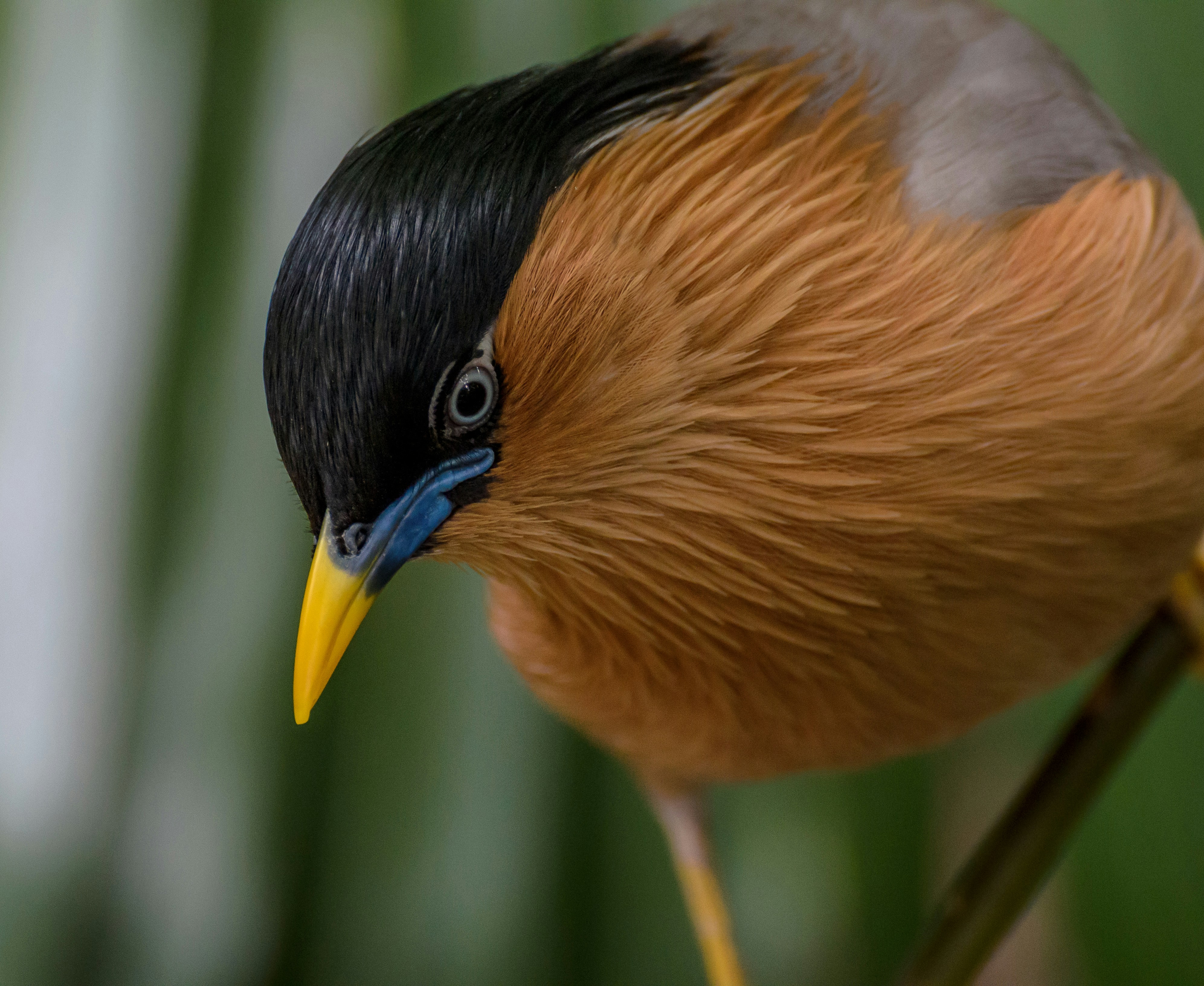 Beak in Focus: Close-Up of a Bearded Reedling Amid Green Blur