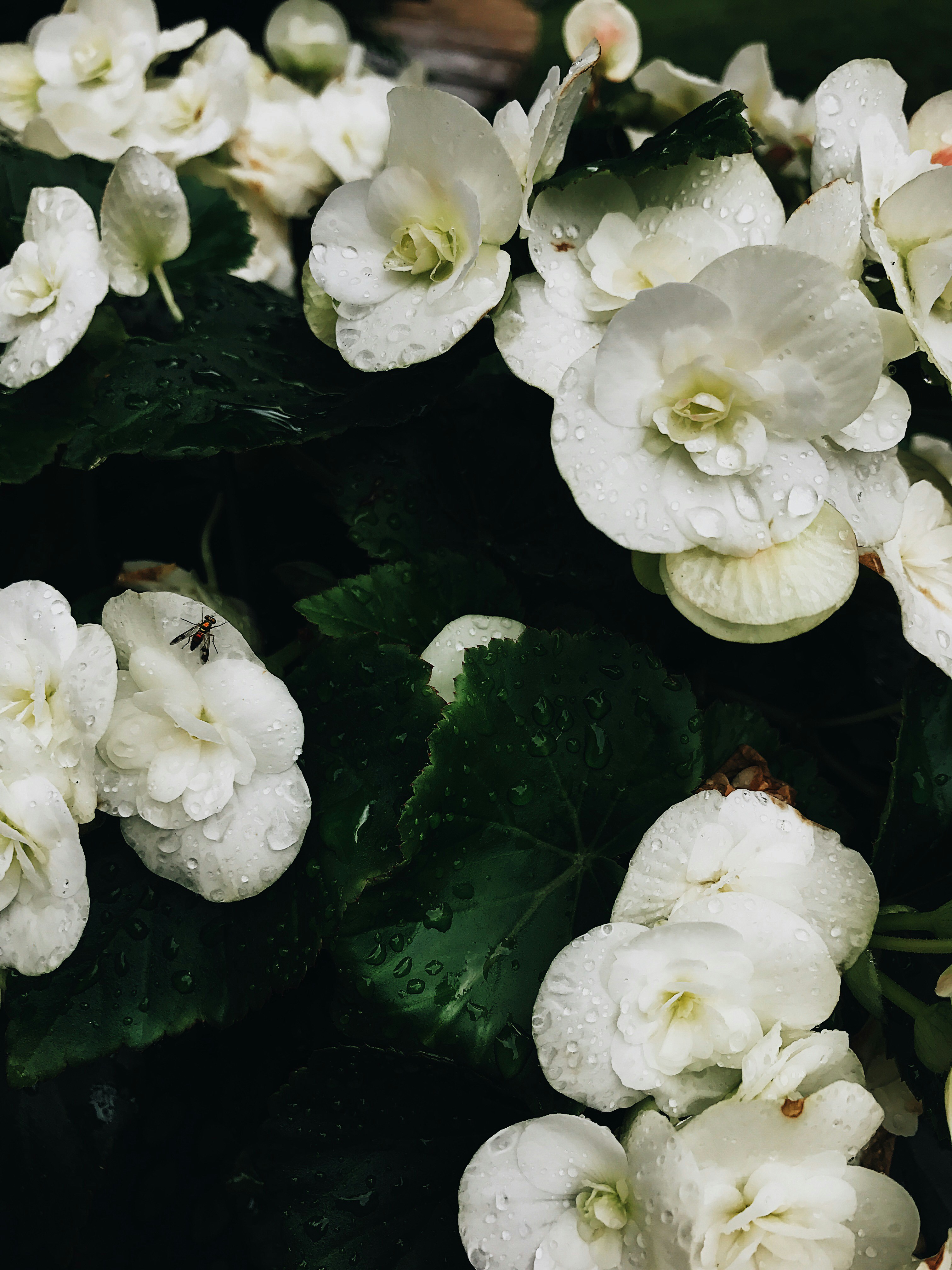 Dew filled white petaled flowers photo – Free Flower Image on Unsplash