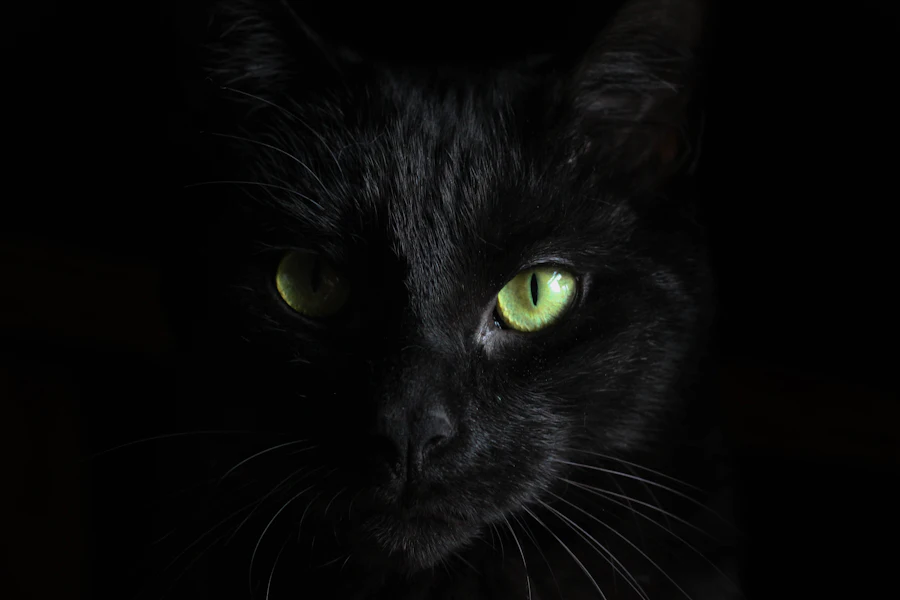 Black cat’s face fades out of near-total darkness, with vivid green eyes and fine whiskers catching the light.