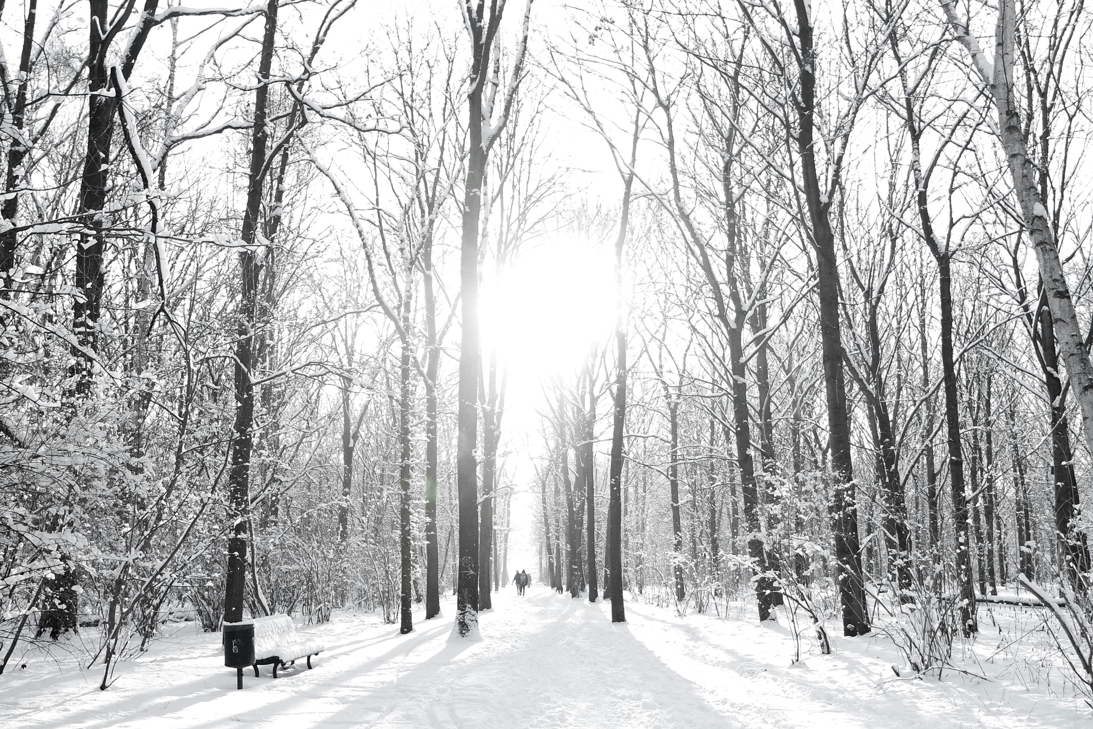 White Forest Pictures | Download Free Images on Unsplash