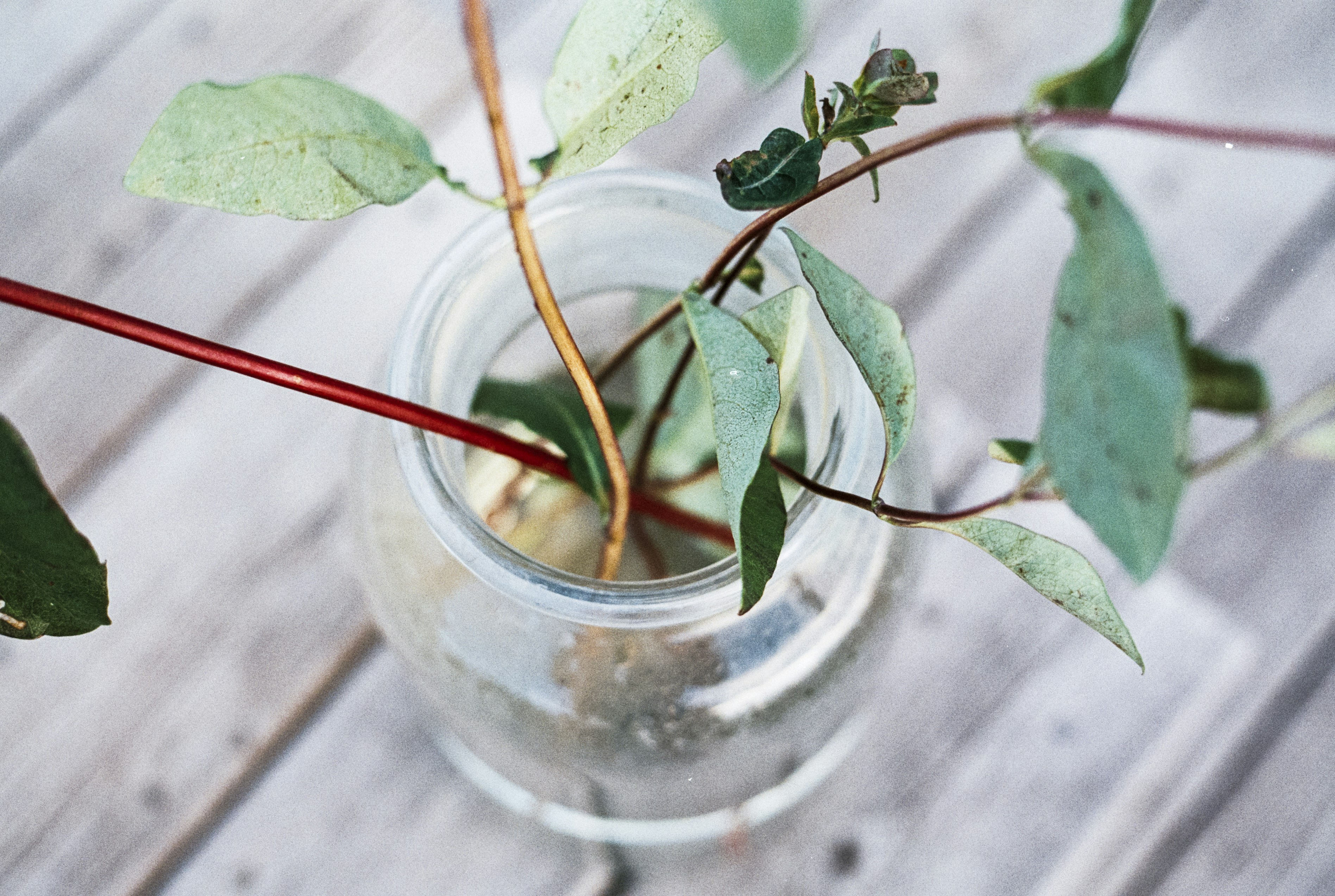 Stalk Pictures | Download Free Images on Unsplash