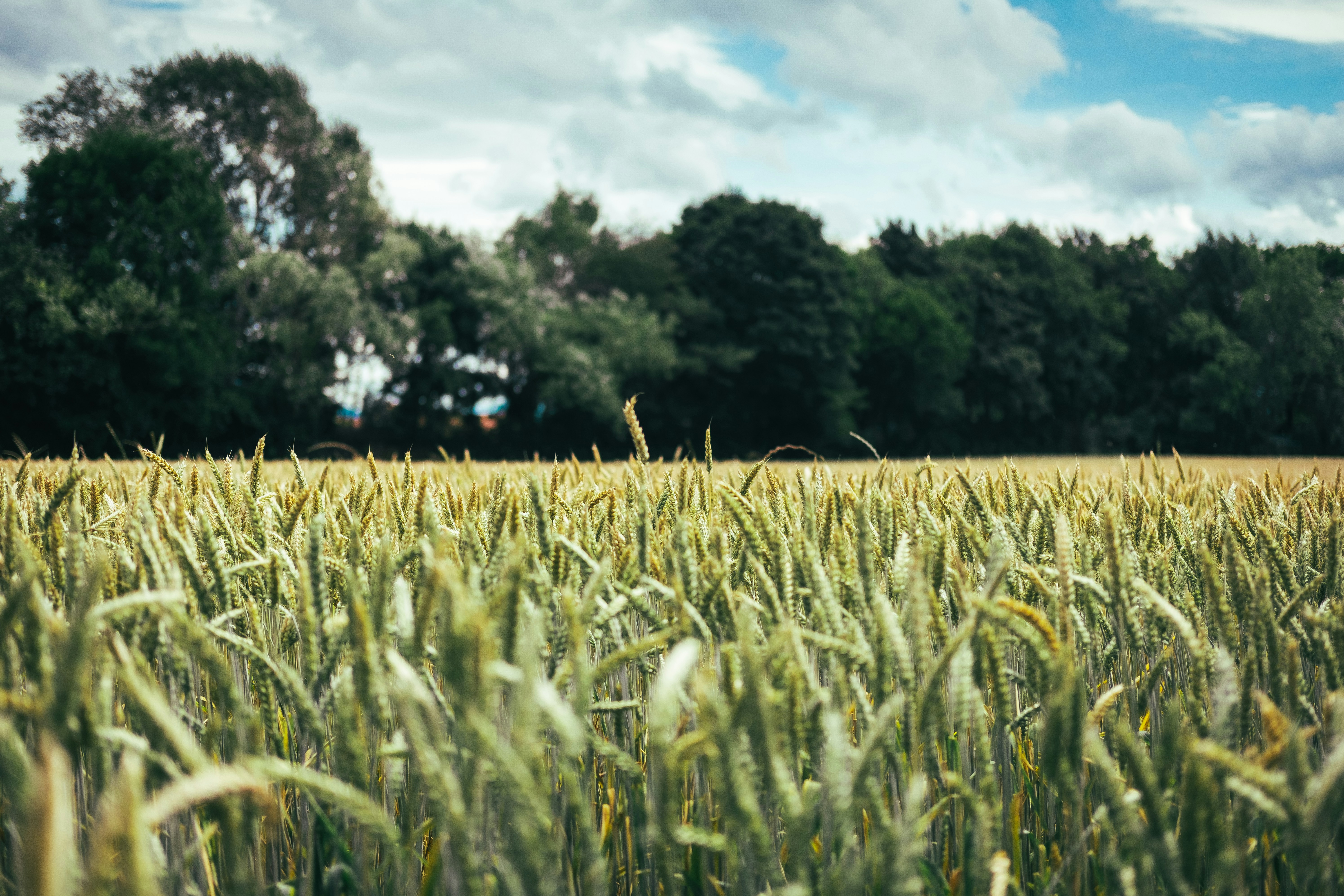 Golden wheat swaying under a partly cloudy sky with a lush tree line in the background.