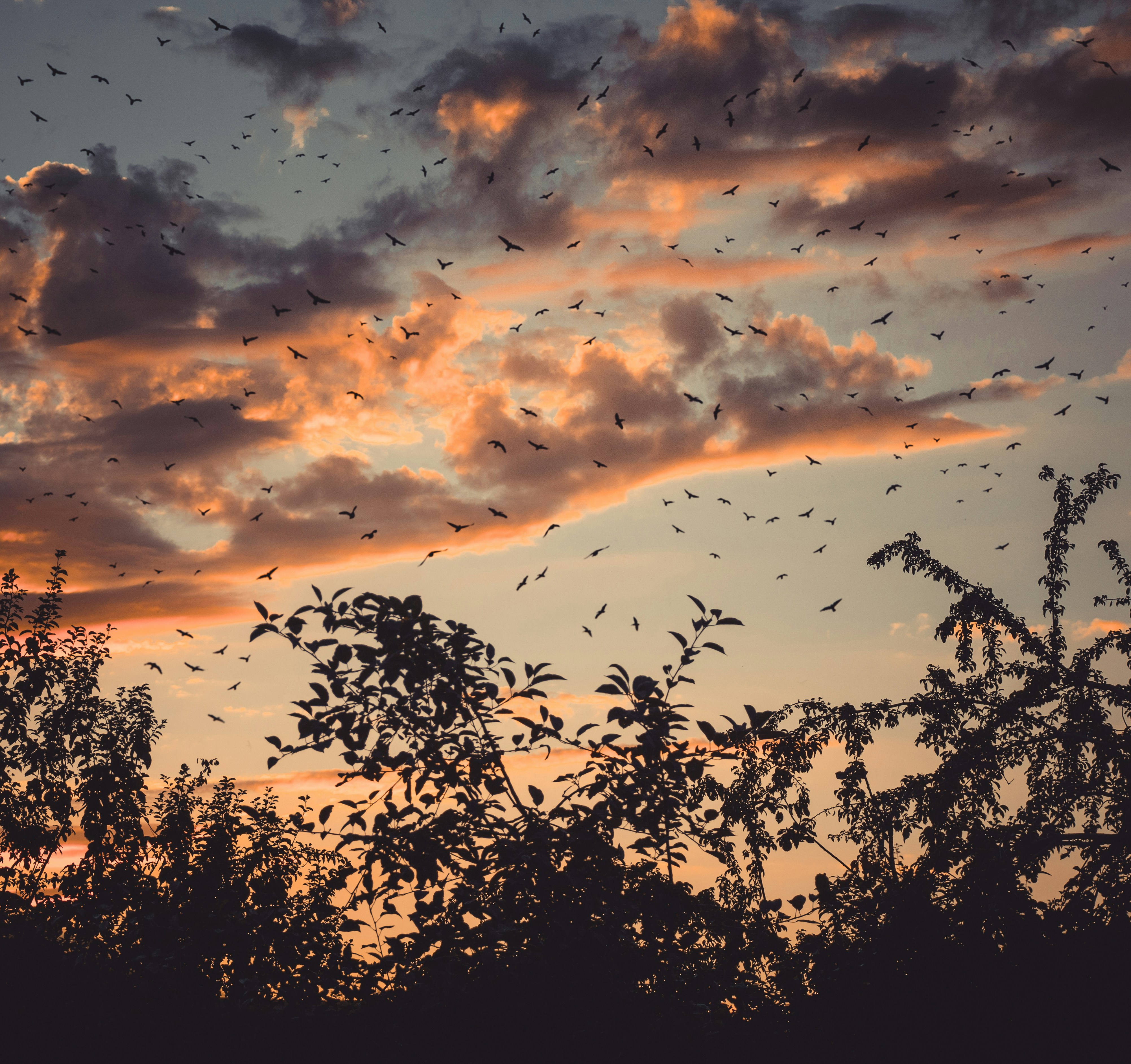 Silhouetted foliage against a colorful twilight sky with scattered clouds and birds in flight.