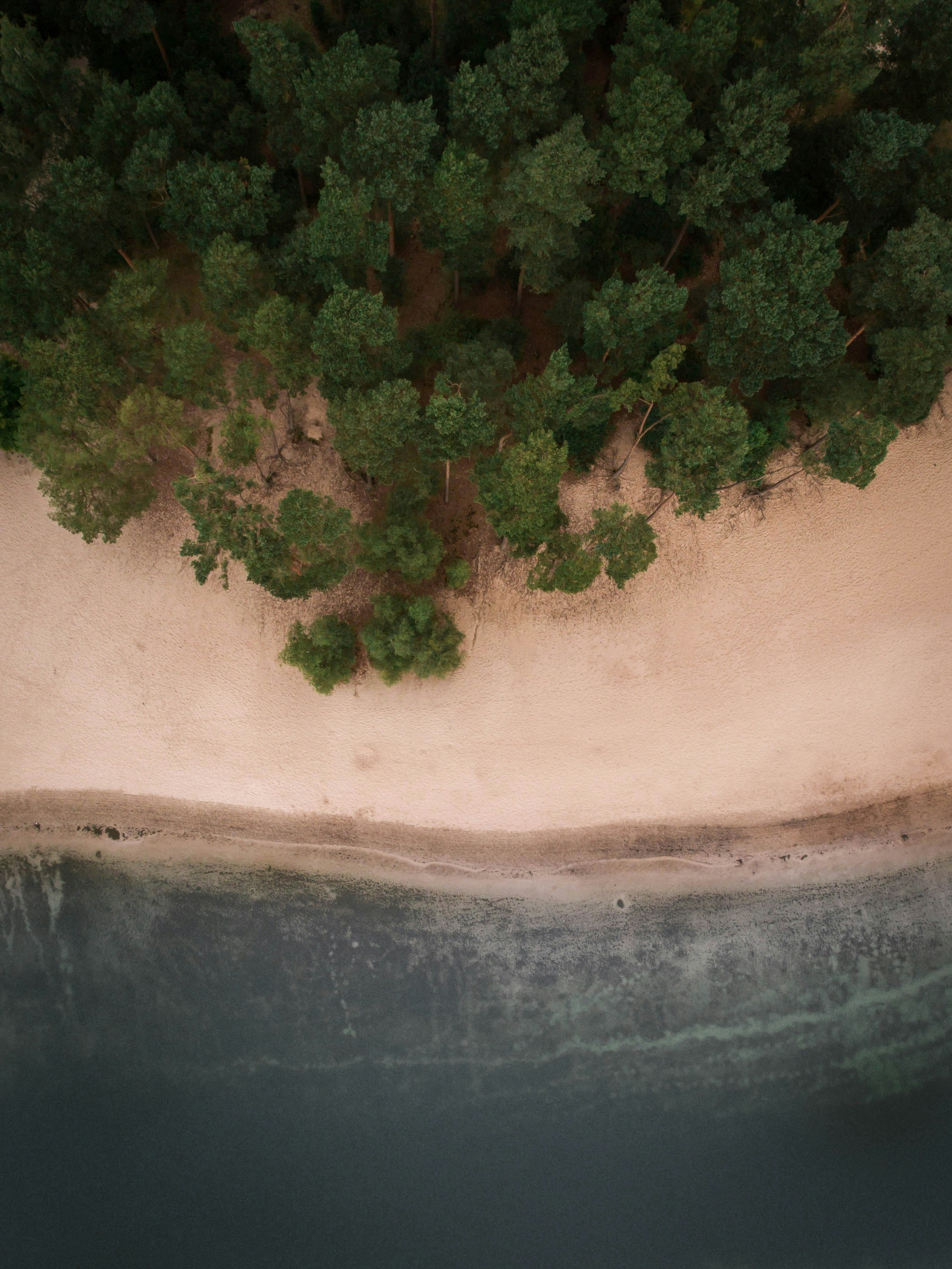 Aerial view of a tranquil shoreline bordered by lush green trees and a calm body of water. The sandy beach gently curves along the edge of the forest.