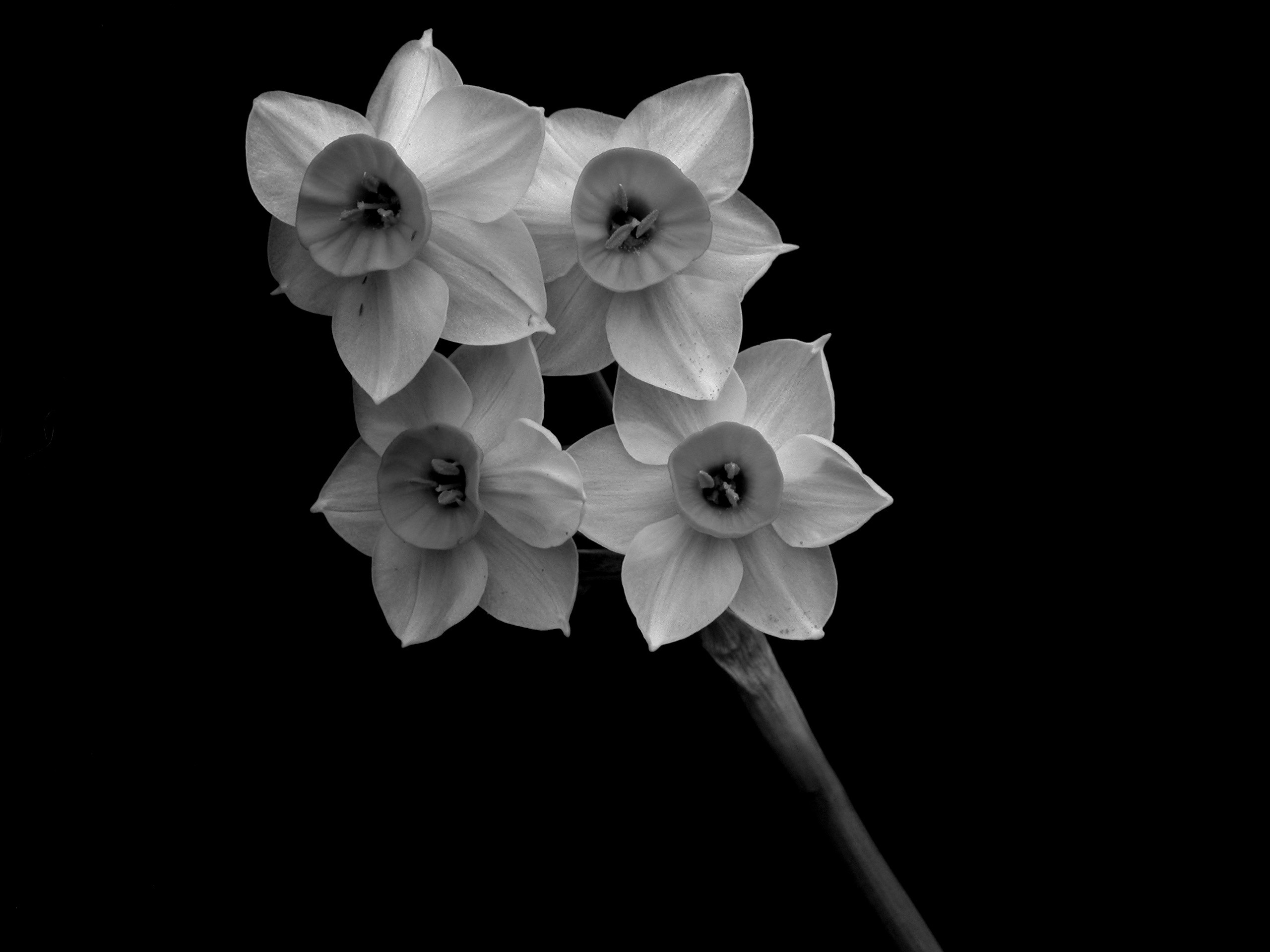 Delicate white daffodils arranged gracefully against a stark black background, showcasing their intricate details and textures.