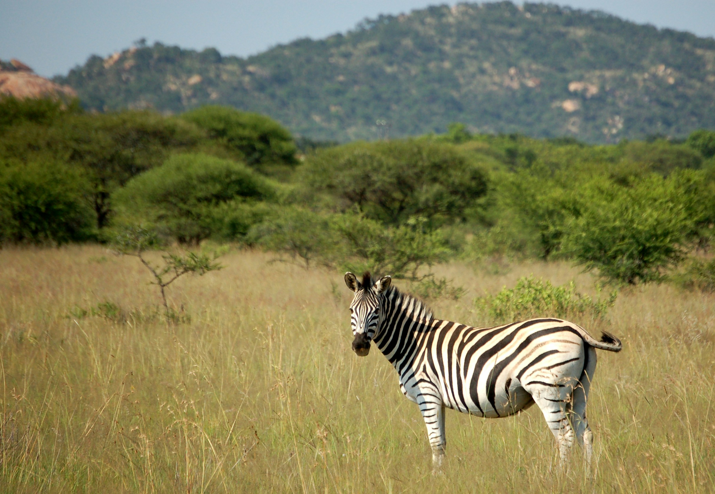 A zebra stands gracefully in a golden savanna, surrounded by lush greenery and distant hills.