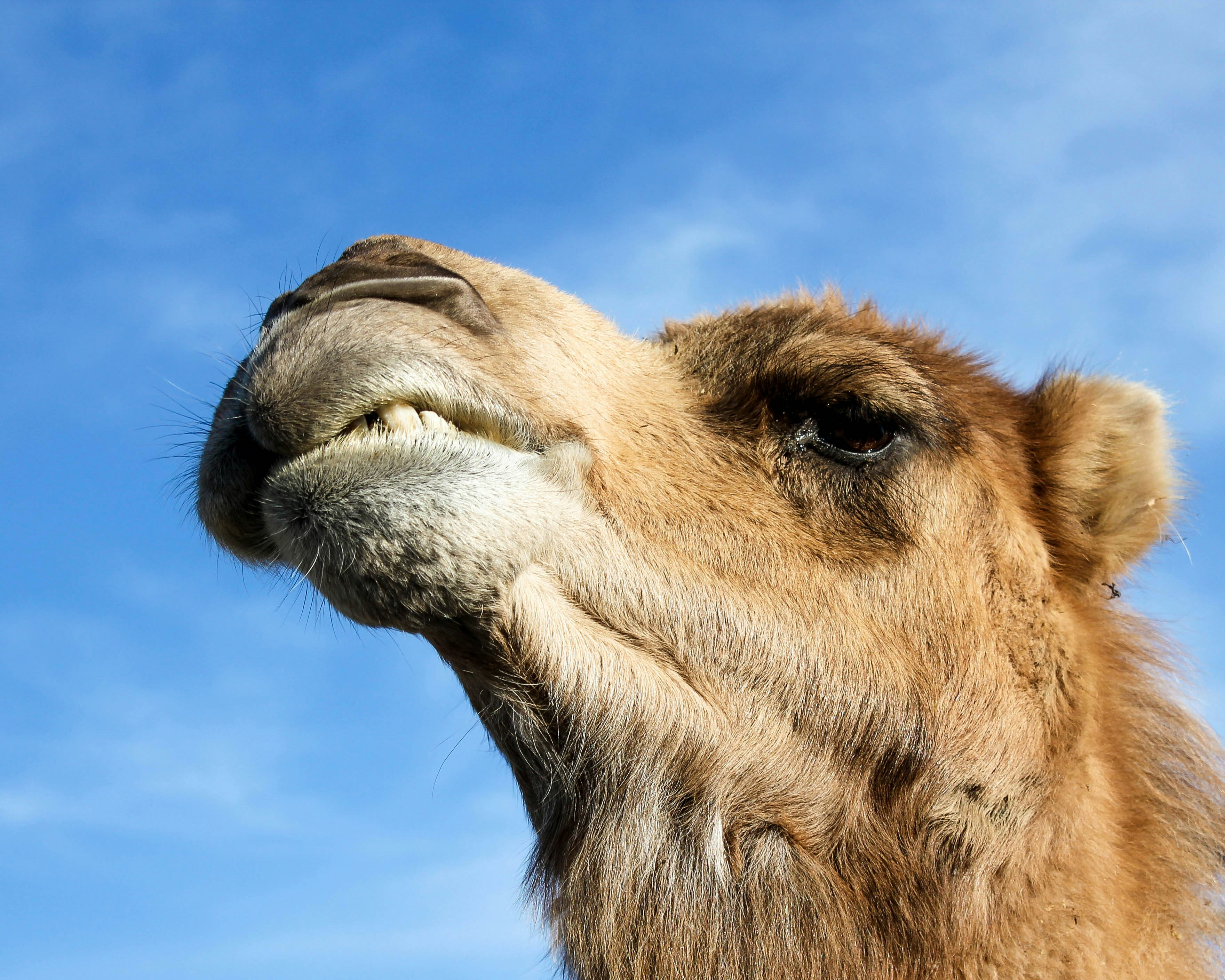 closeup photography of brown camel under white clouds during daytime