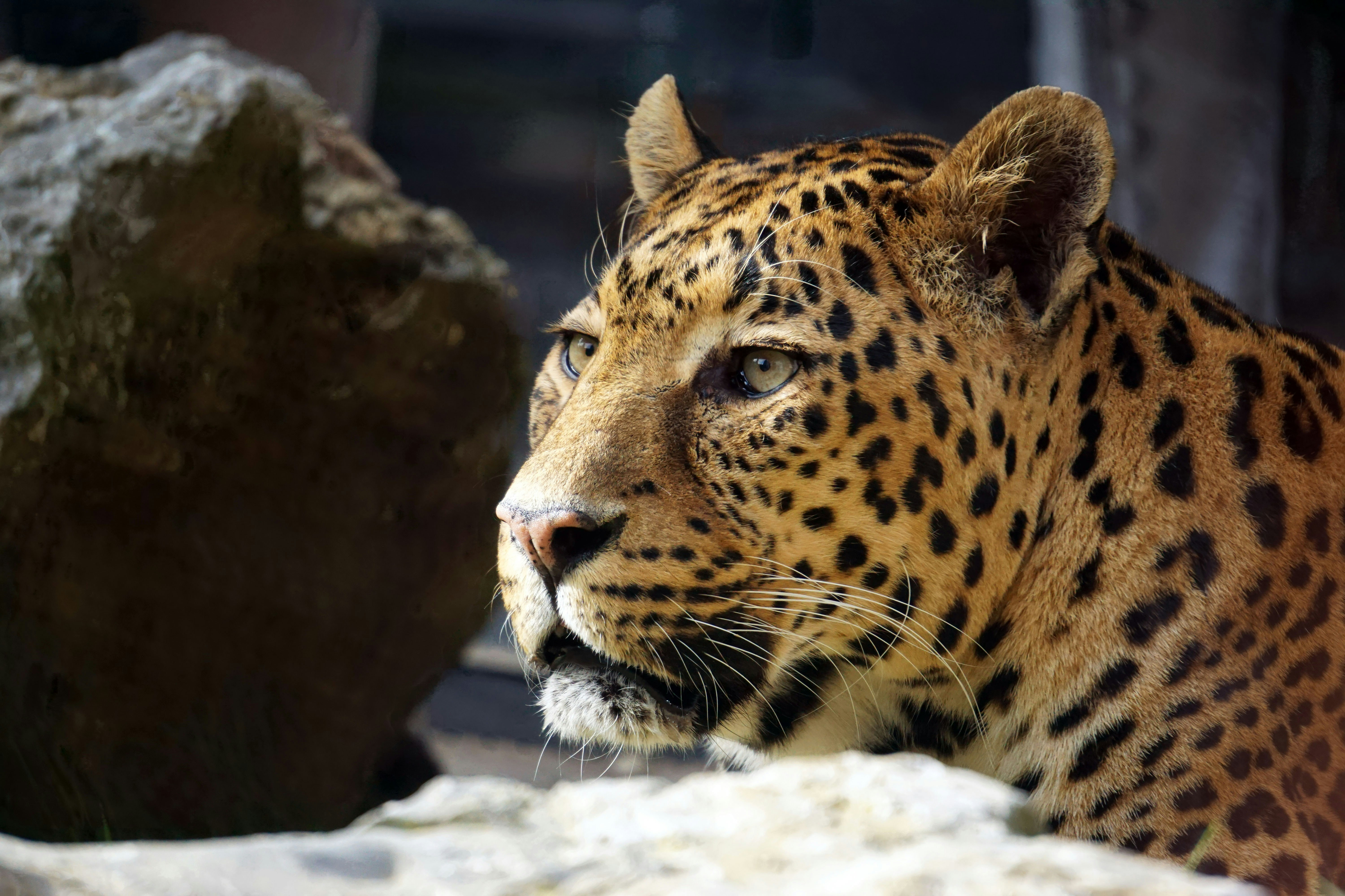 Close-up of a leopard's face, showcasing its striking spots and intense gaze against a natural backdrop. The image emphasizes the animal's keen awareness and beauty.