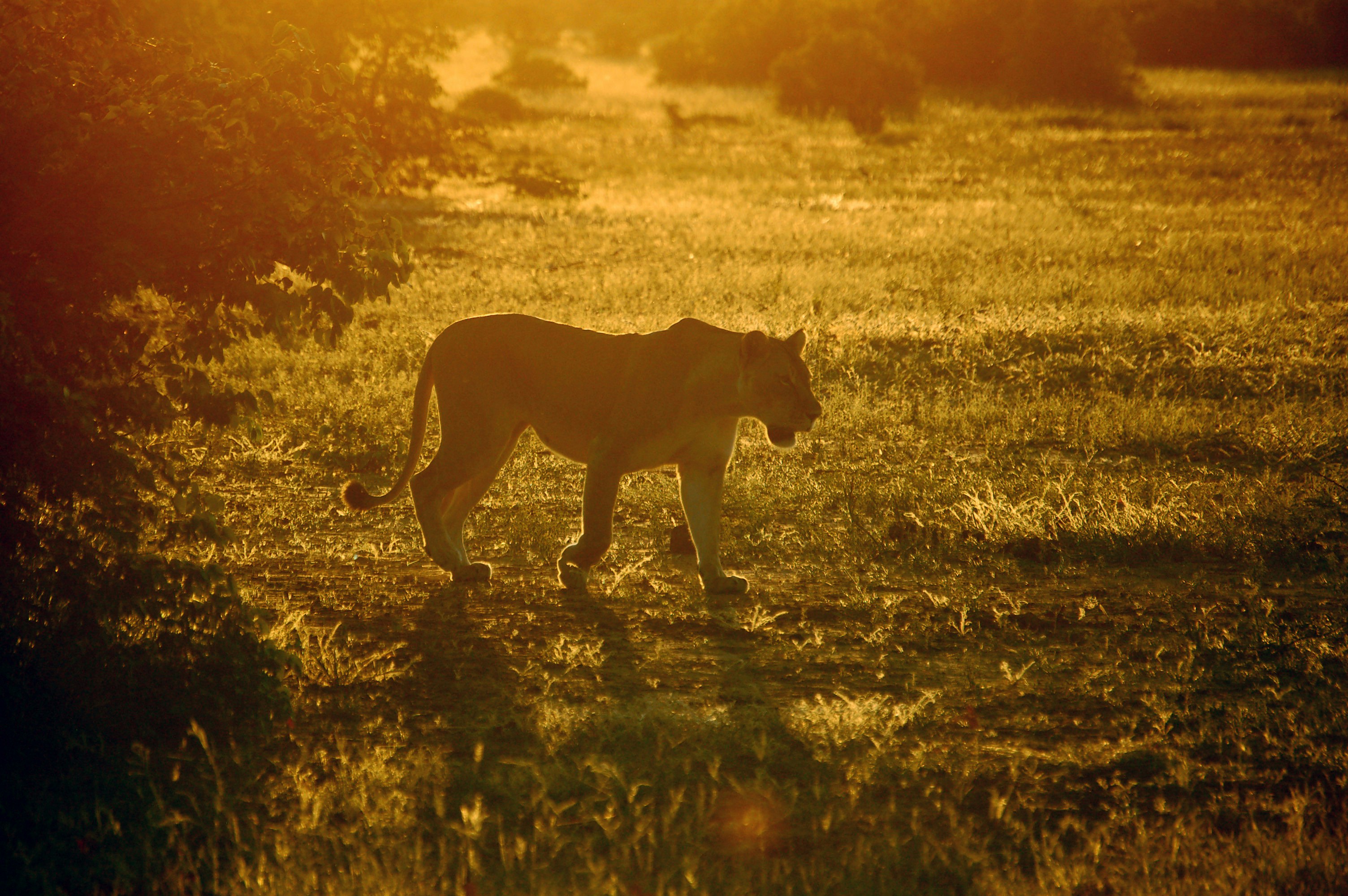 Emberlit Prowler: A Lion in the Gilded Savannah