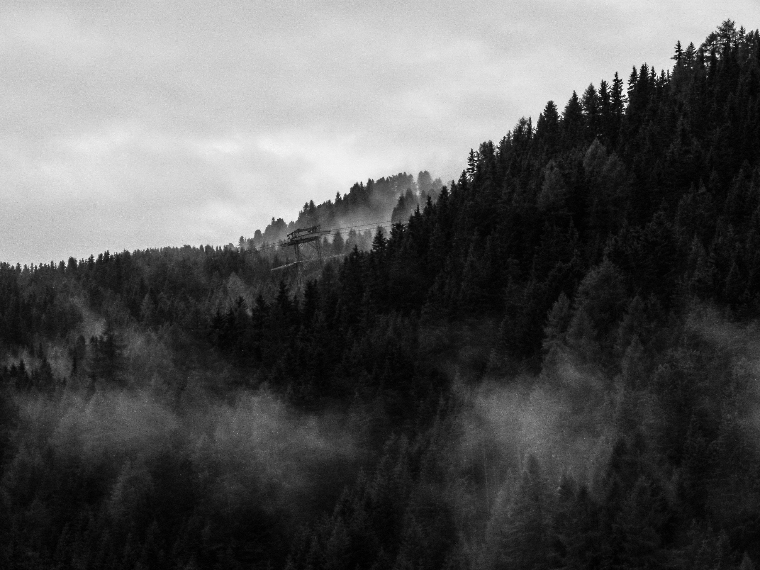 Fog drifts through dense pine trees under a cloudy sky.