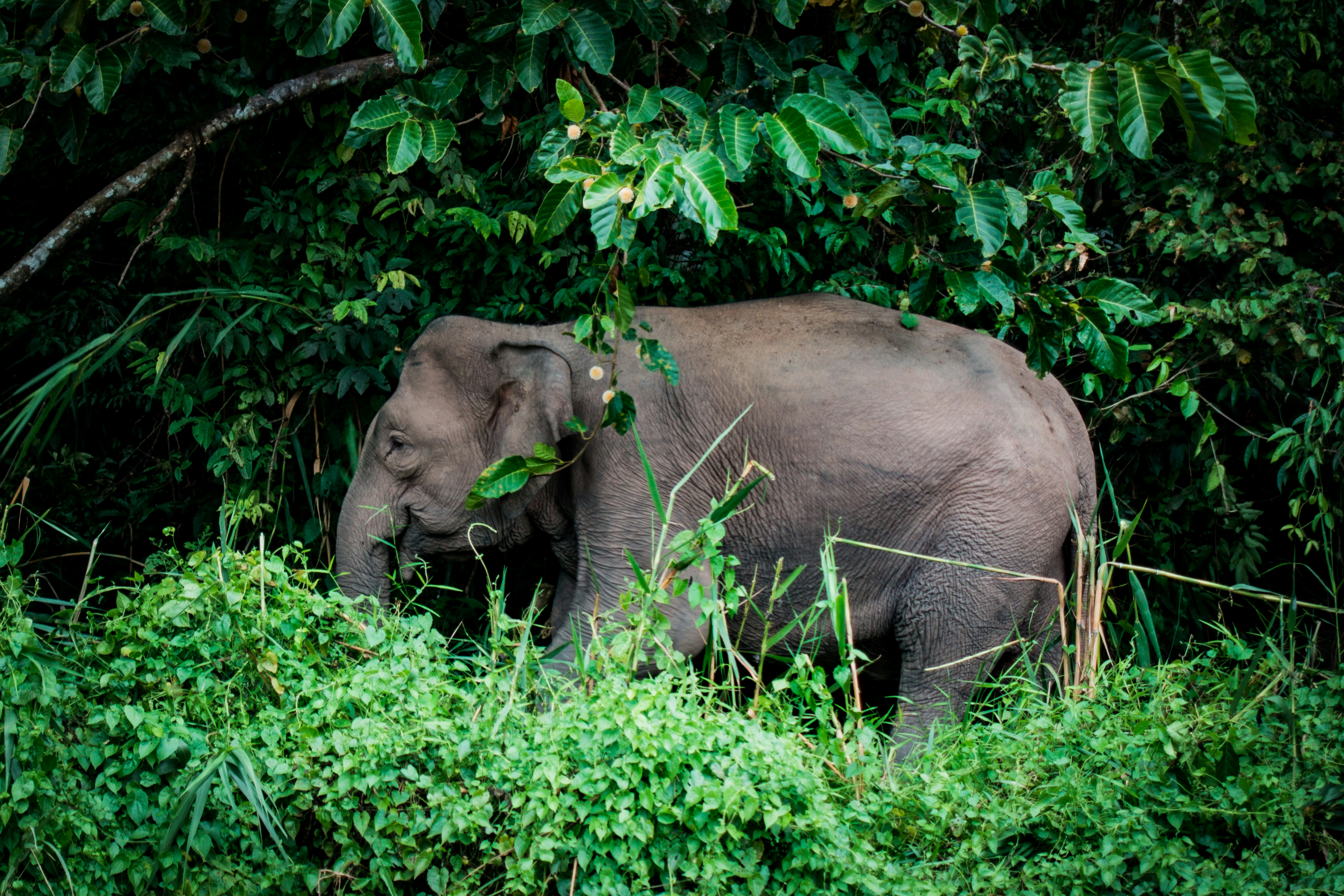 Elephant standing amidst lush green foliage in a dense jungle.