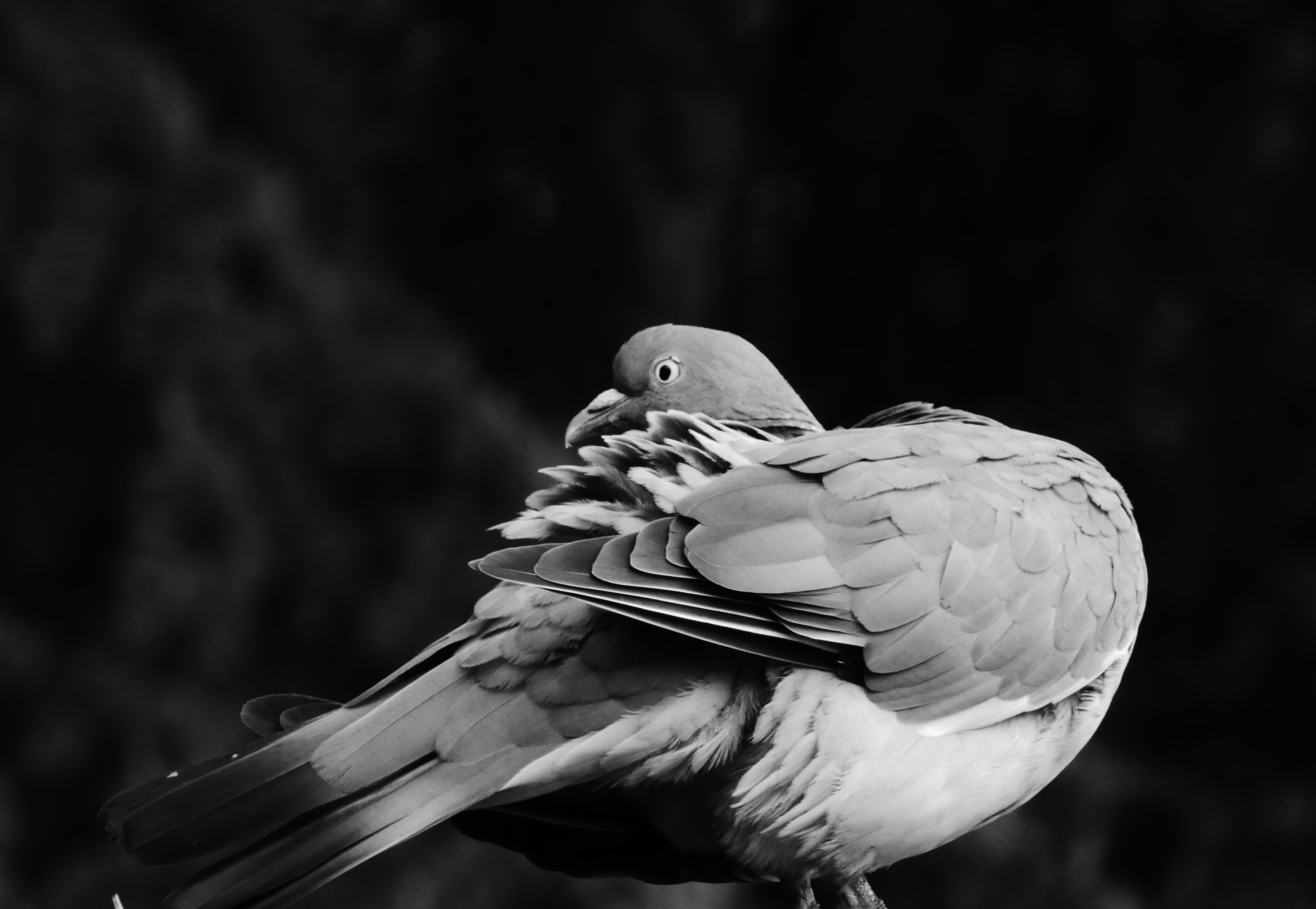 A close-up of a pigeon showcasing its intricate feather details in a dramatic black and white setting.