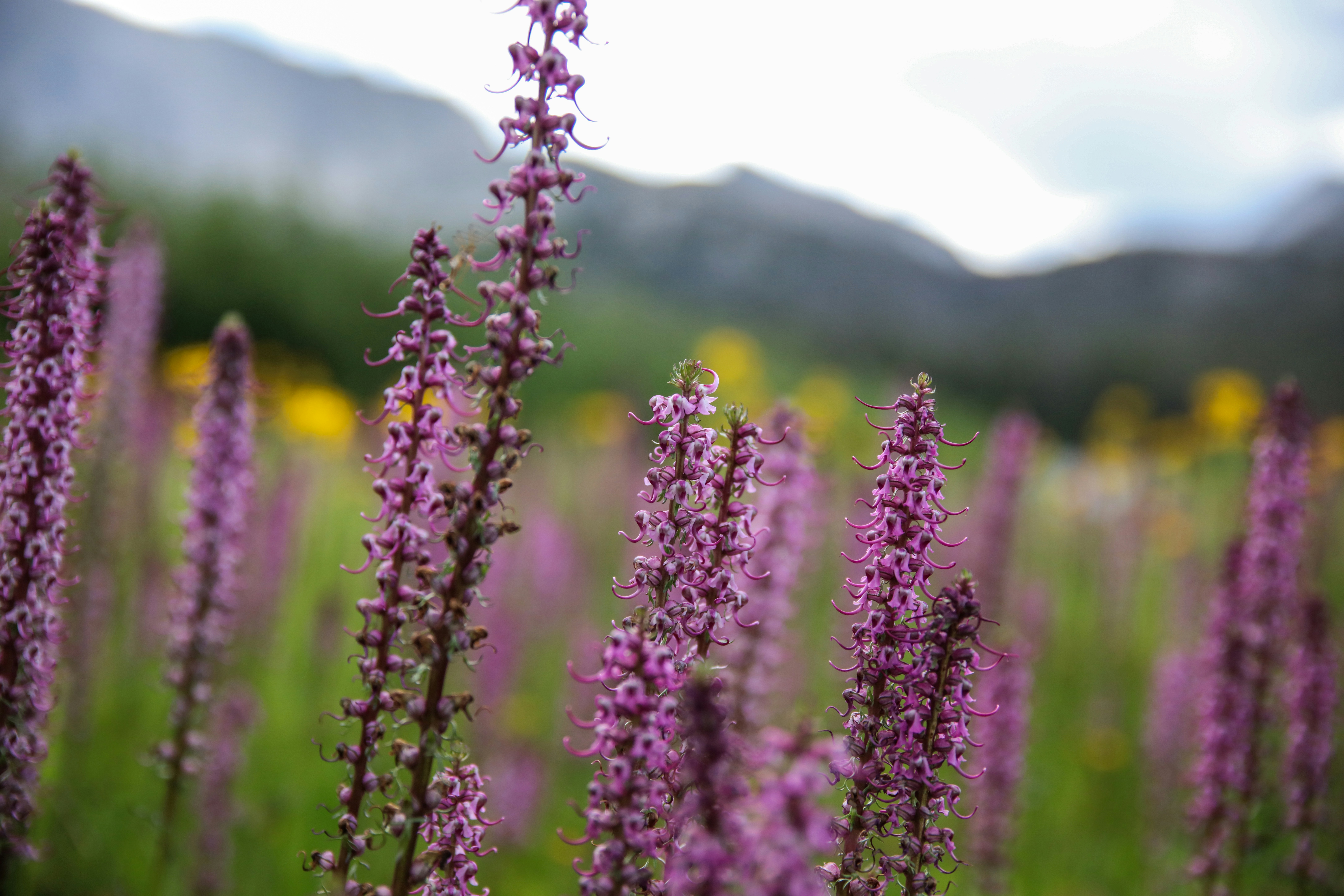 Purple Spires in a Mountain Meadow