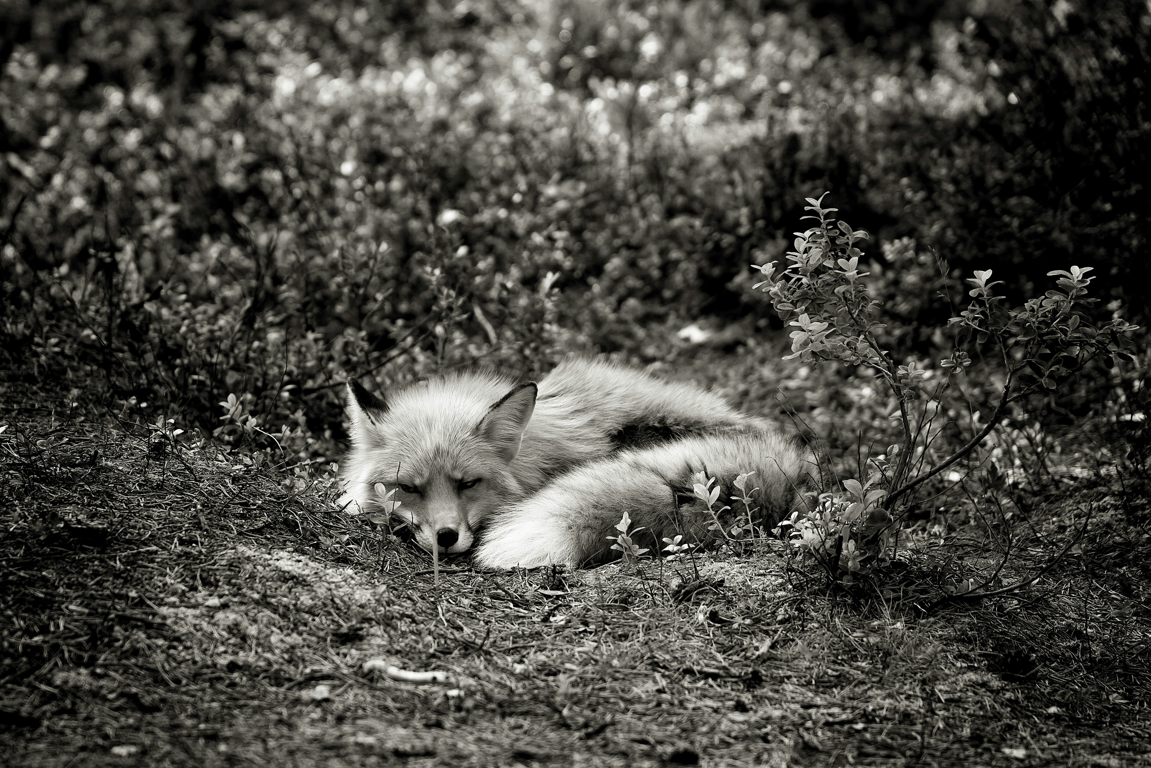Grayscale photography of fox lying on grass photo – Free Animal Image ...