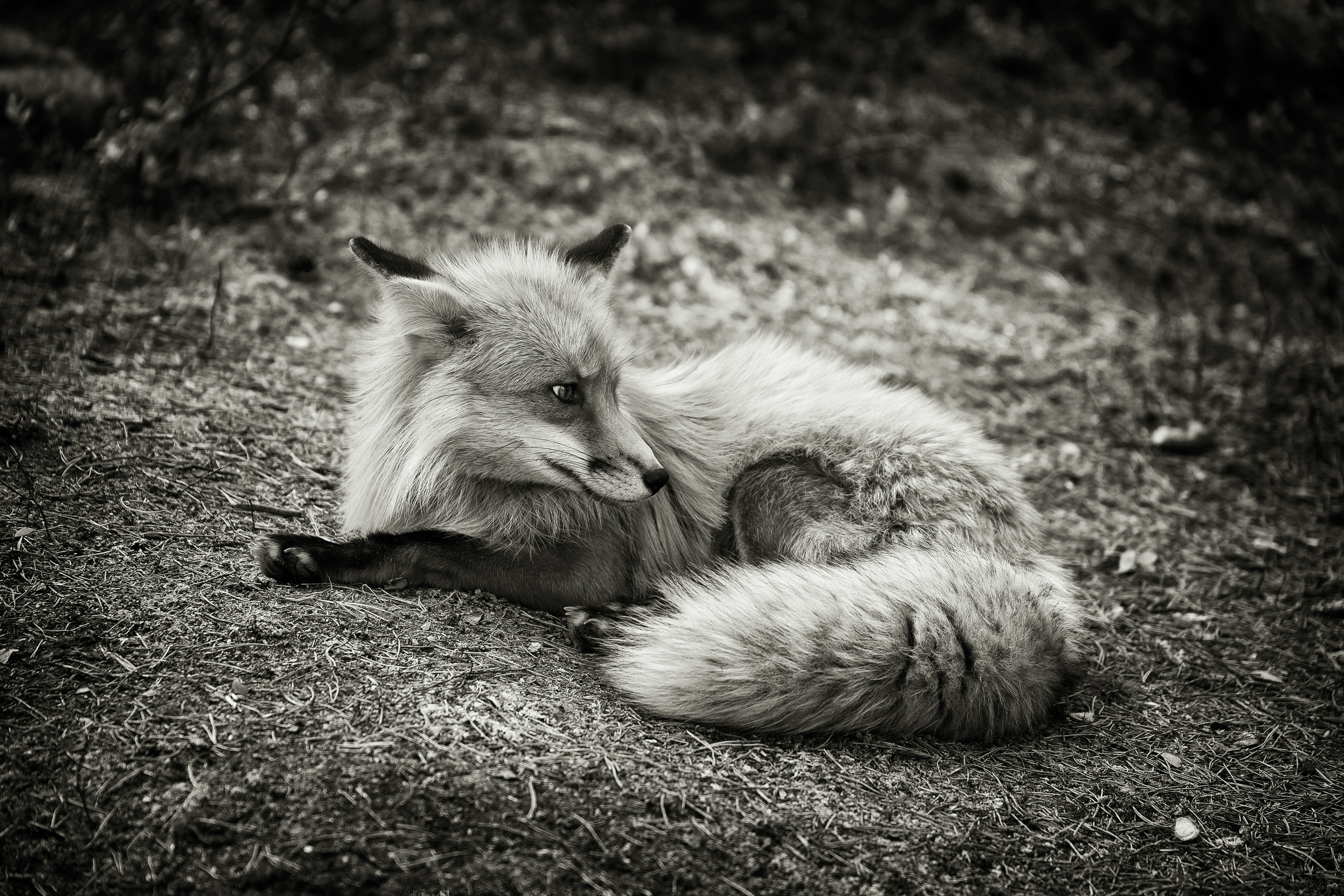 Red fox laying on ground photo – Free Grey Image on Unsplash