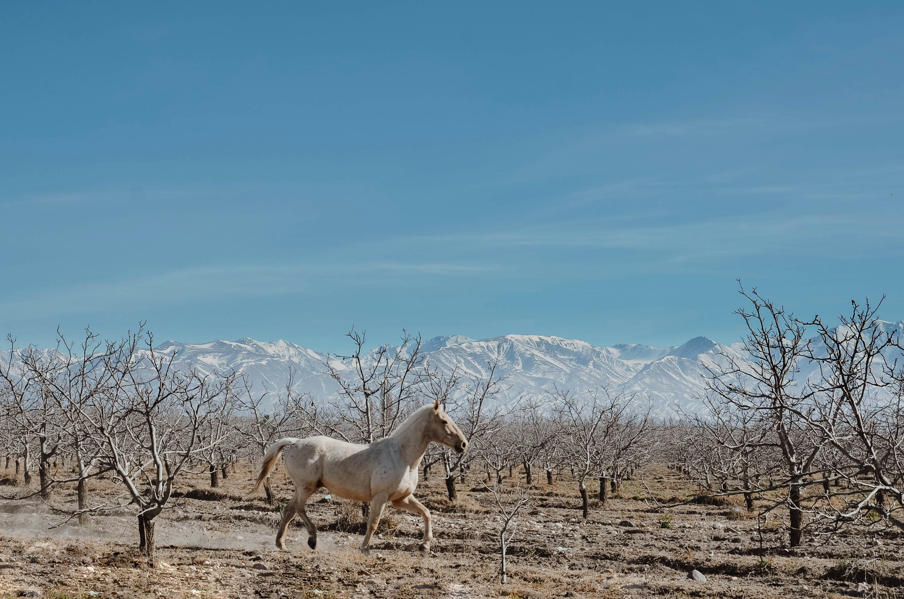 White stallion running on ground next to leafless trees photo – Free ...