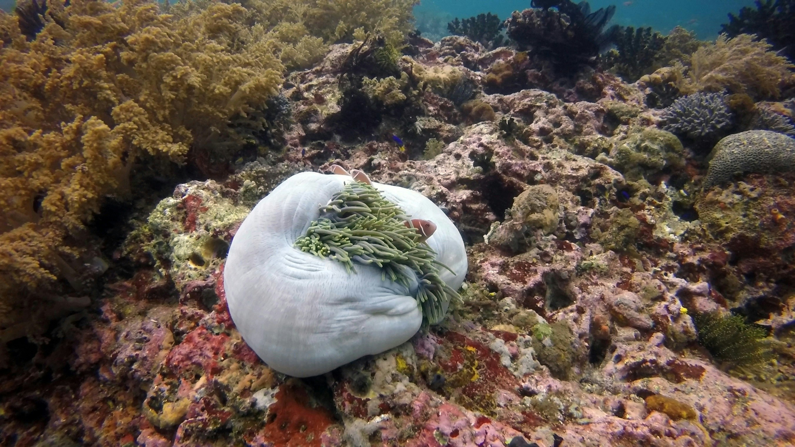 500+ Deep Sea Pictures [HD] | Download Free Images on Unsplash