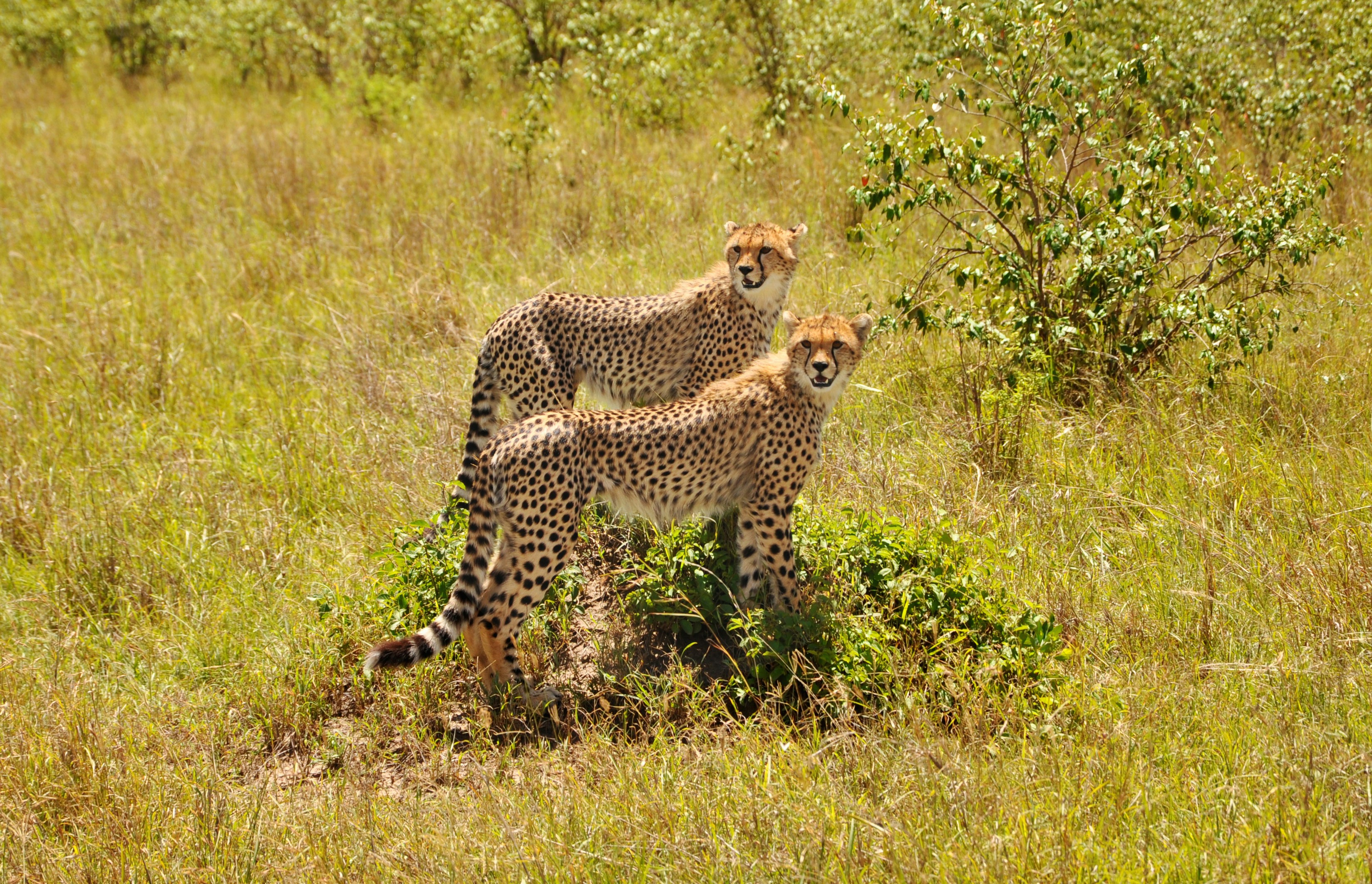 Two cheetahs poised in a grassy savanna, showcasing their sleek forms and keen expressions, embodying the essence of wild elegance.