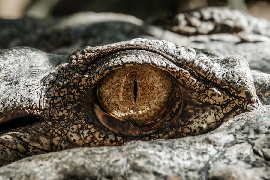 Extreme close-up of an alligator’s textured eye and scaly skin, with the sharp vertical pupil centered in frame. The background falls softly out of focus.
