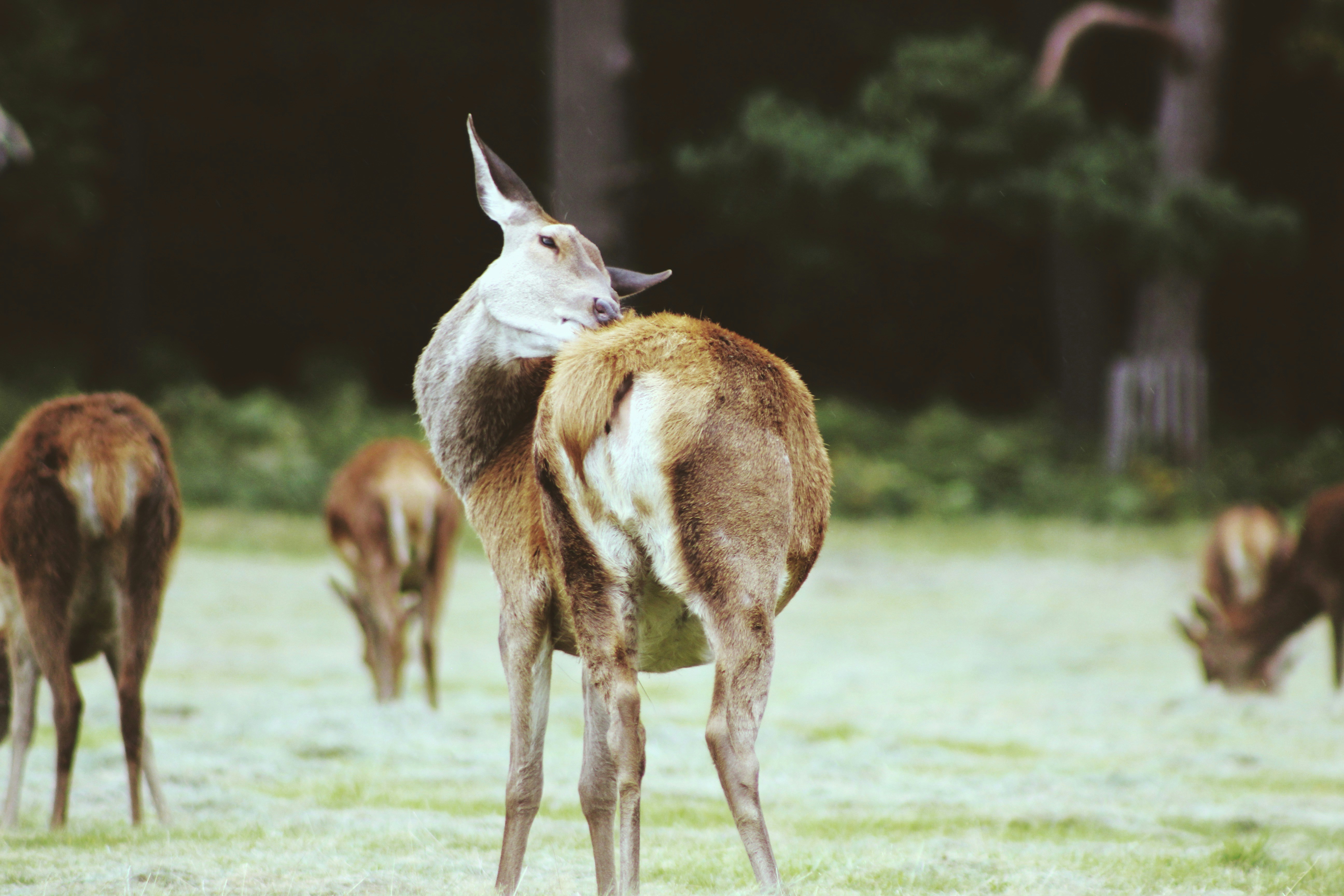 A deer turns its head, revealing a curious expression while surrounded by a serene forest backdrop. The tranquil scene captures the essence of wildlife in its natural habitat.