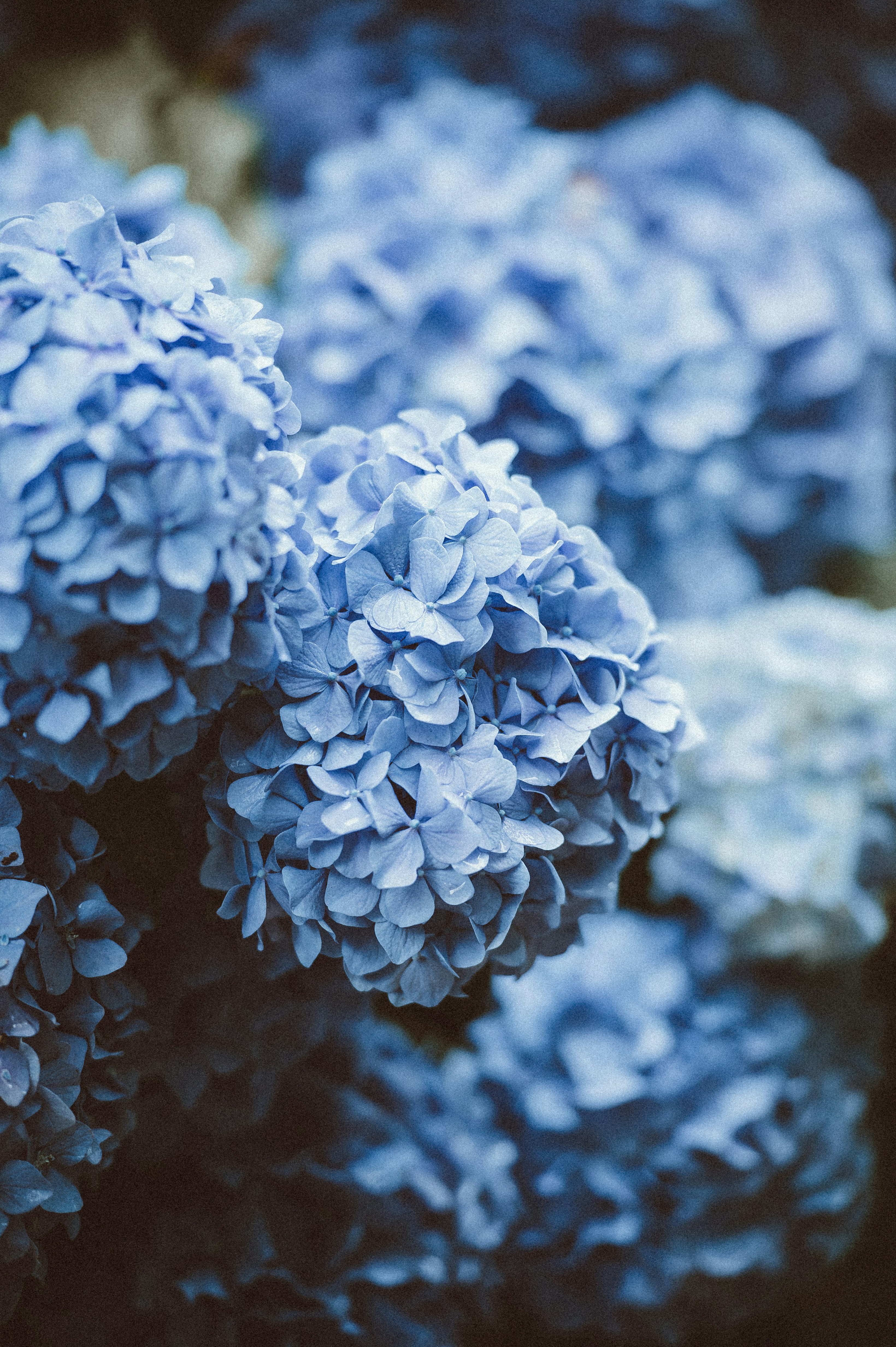 Clusters of delicate blue hydrangeas create a serene backdrop, showcasing their intricate petal formations and soft hues.