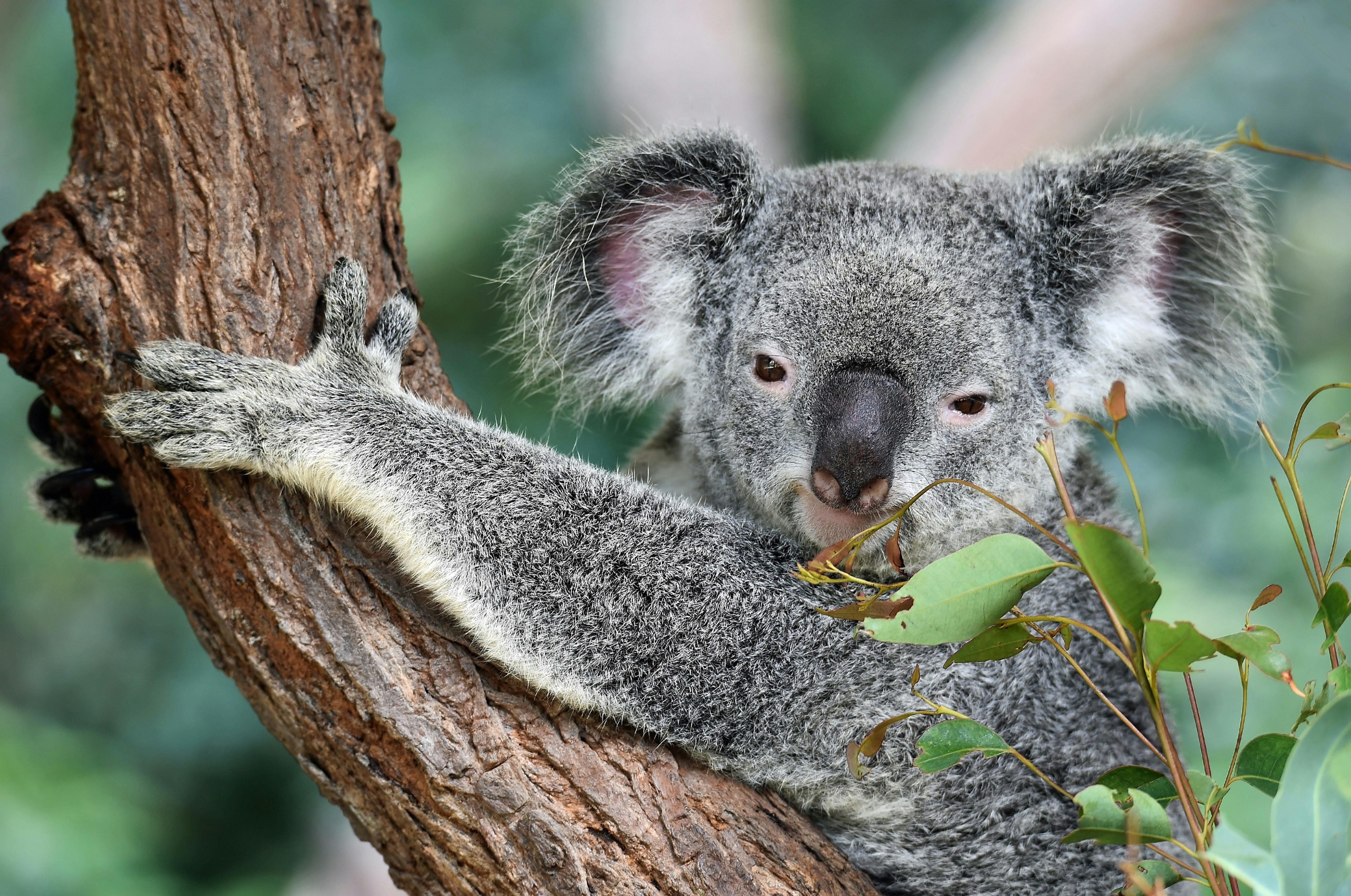 Why did the koala fall out of the tree it was dead - amelasavers