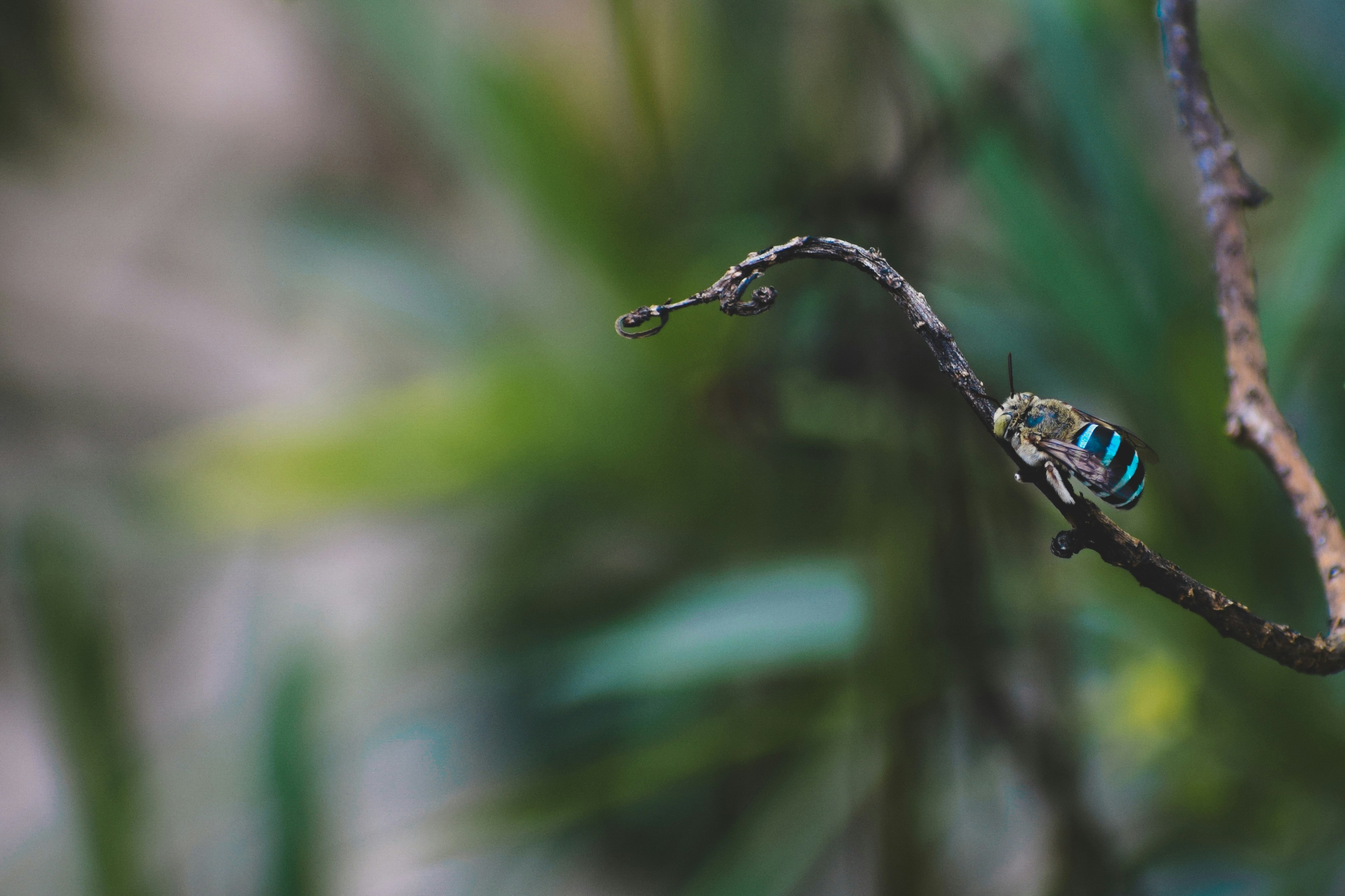Shallow focus photography of blue and black striped bee photo – Free ...