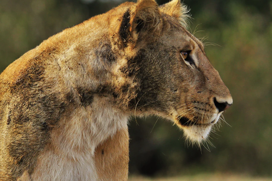 Lioness shown in side profile against a soft blurred background, with warm sunlight highlighting her fur and face.
