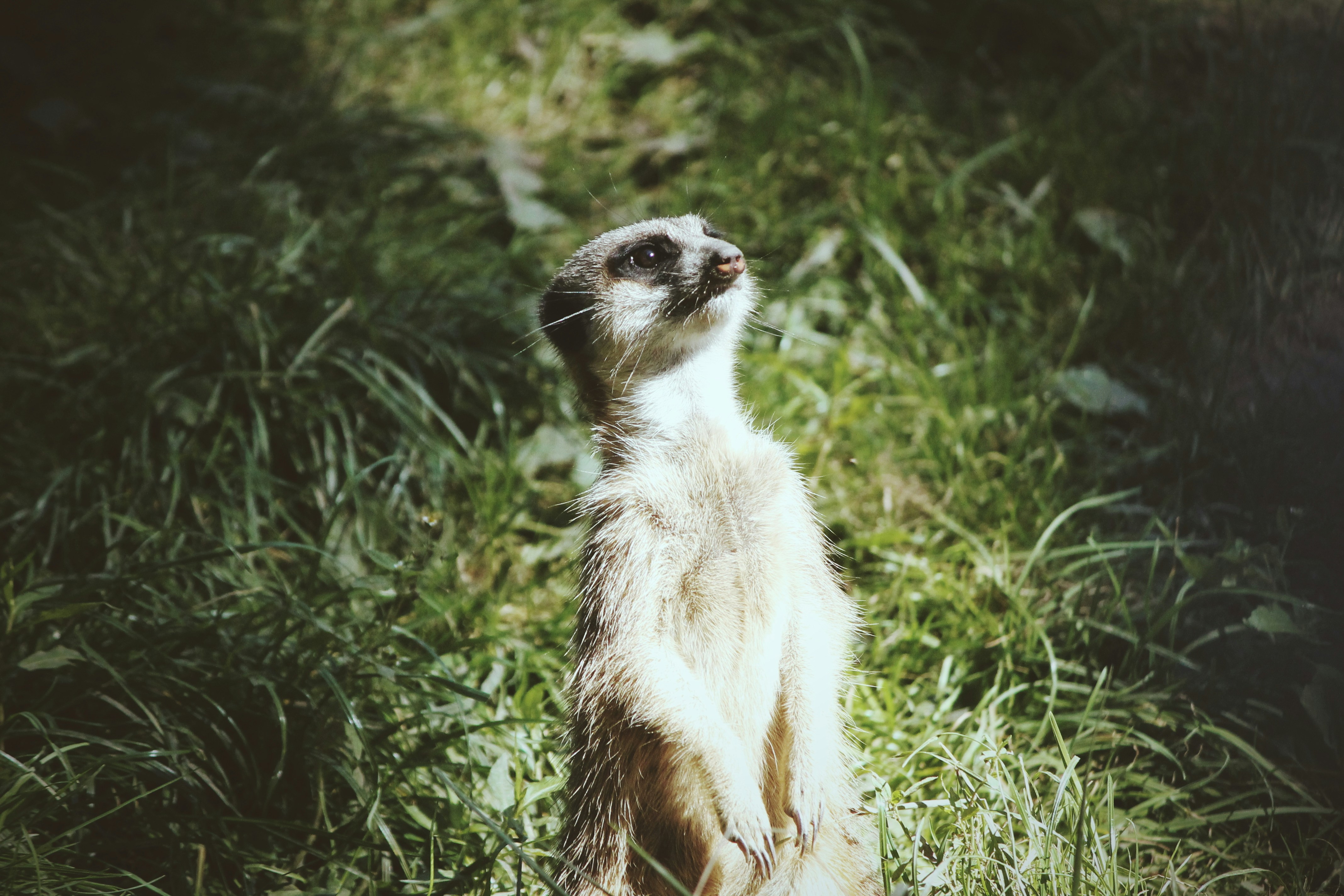 Curious Sentinel of the Savanna