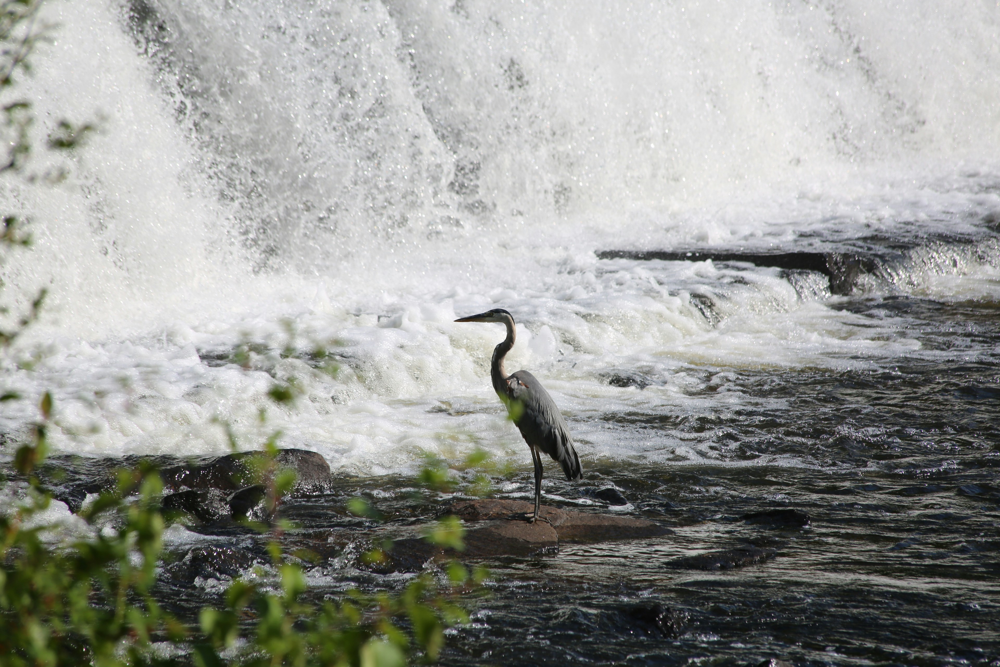 Gray bird near waterfalls during daytime photo – Free Grey Image on ...