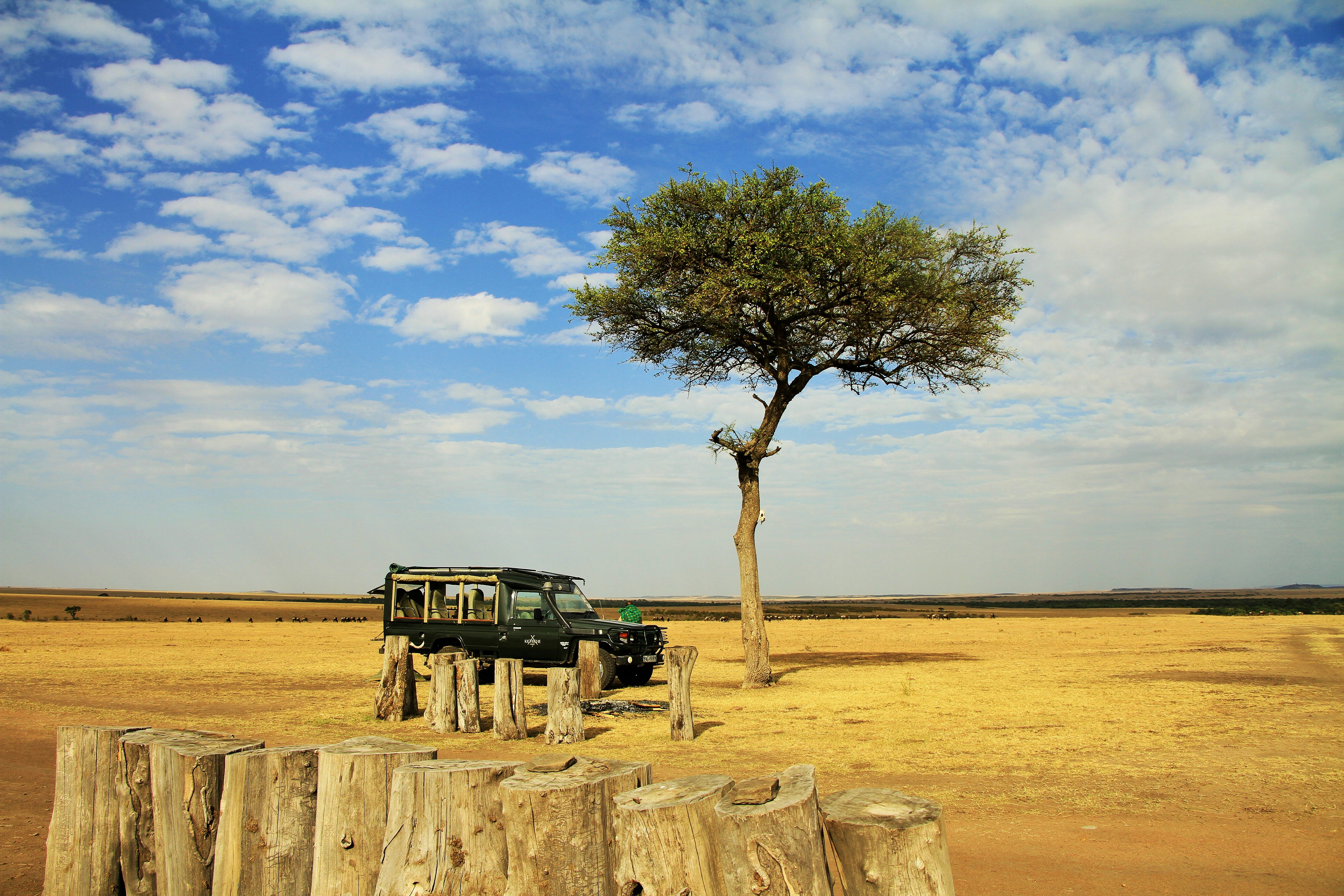  solitary acacia and jeep in savannah clearing
