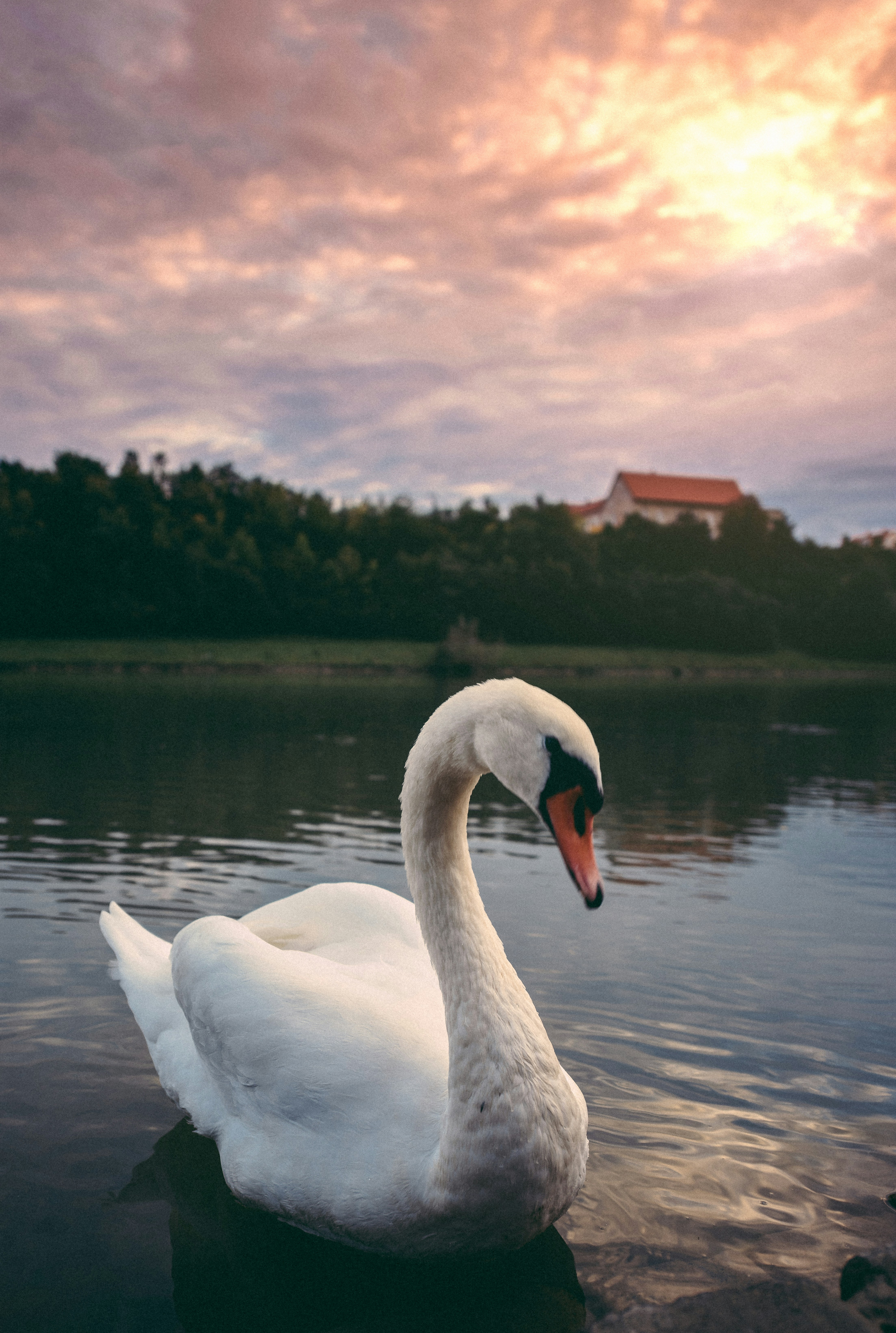 Graceful Swan at Dusk Over Quiet Waters