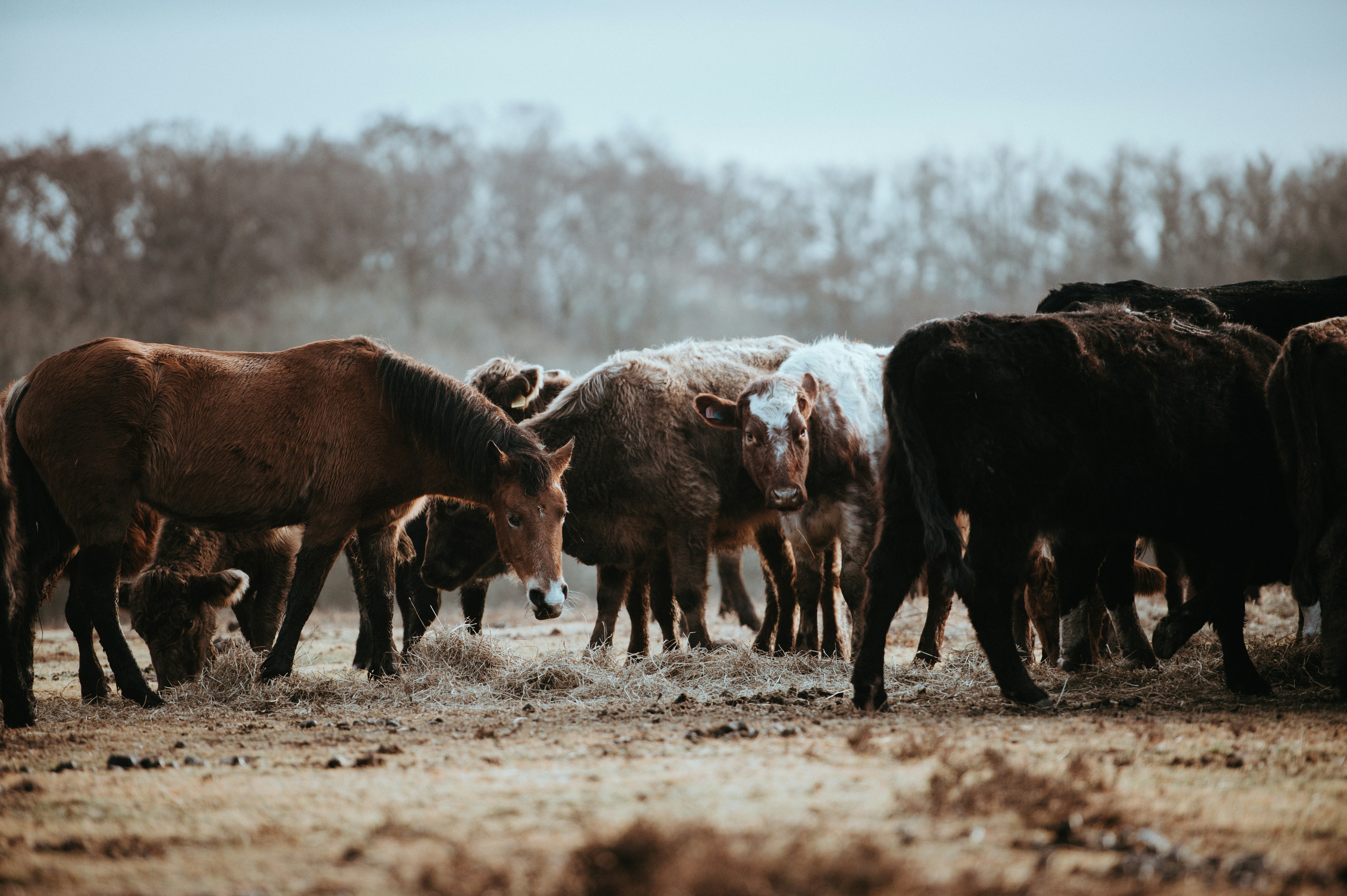 Herd of cattle foraging in a dry pasture, showcasing their varied colors and textures against a muted background.