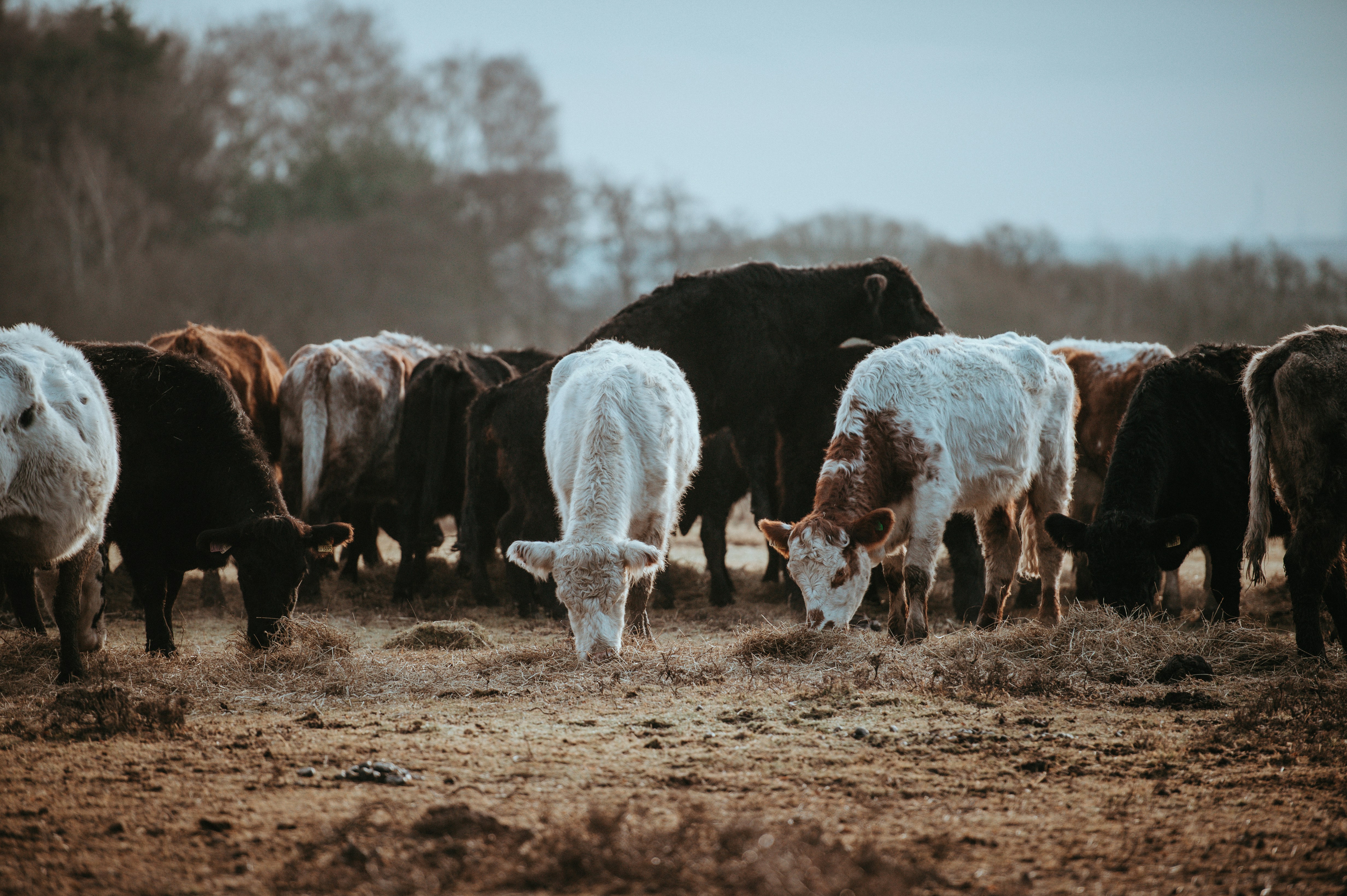A diverse group of cattle grazing peacefully in a field, showcasing a mix of colors and textures among the animals. The serene landscape reflects a tranquil rural atmosphere.