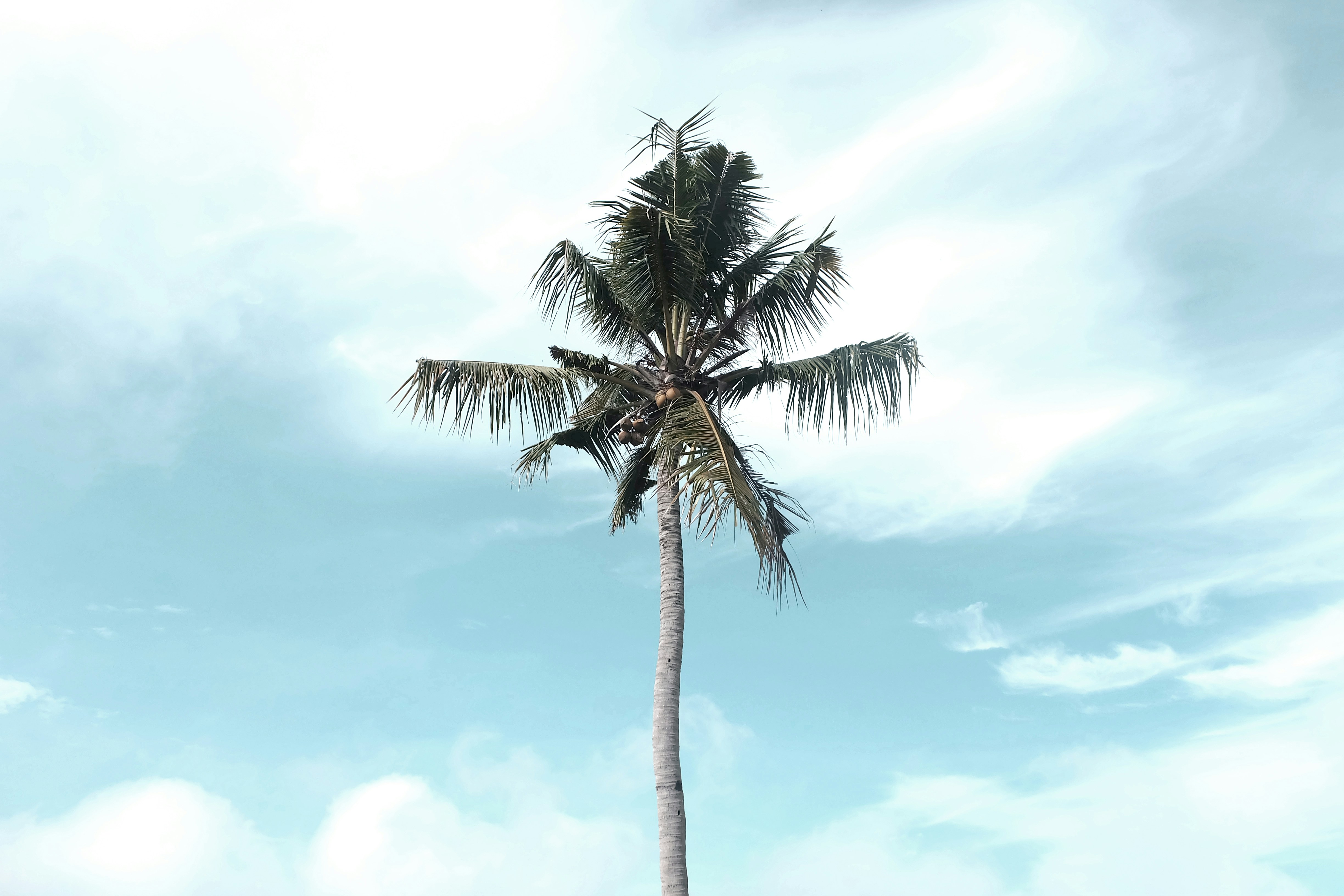 Tall palm tree stands against a serene blue sky, embodying tropical tranquility.