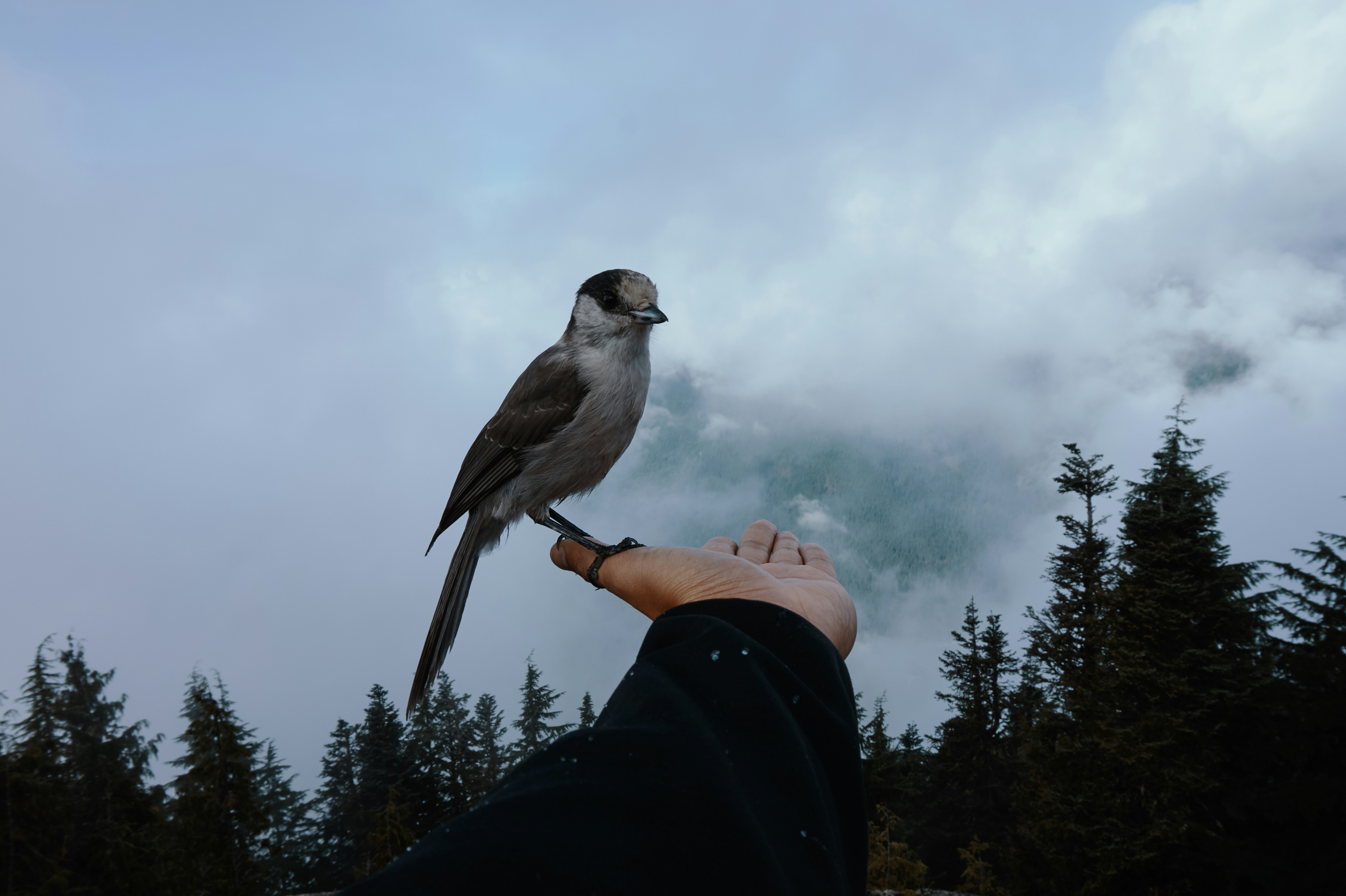 Small songbird perched on a gloved hand, with a misty pine forest and distant mountains in the background.
