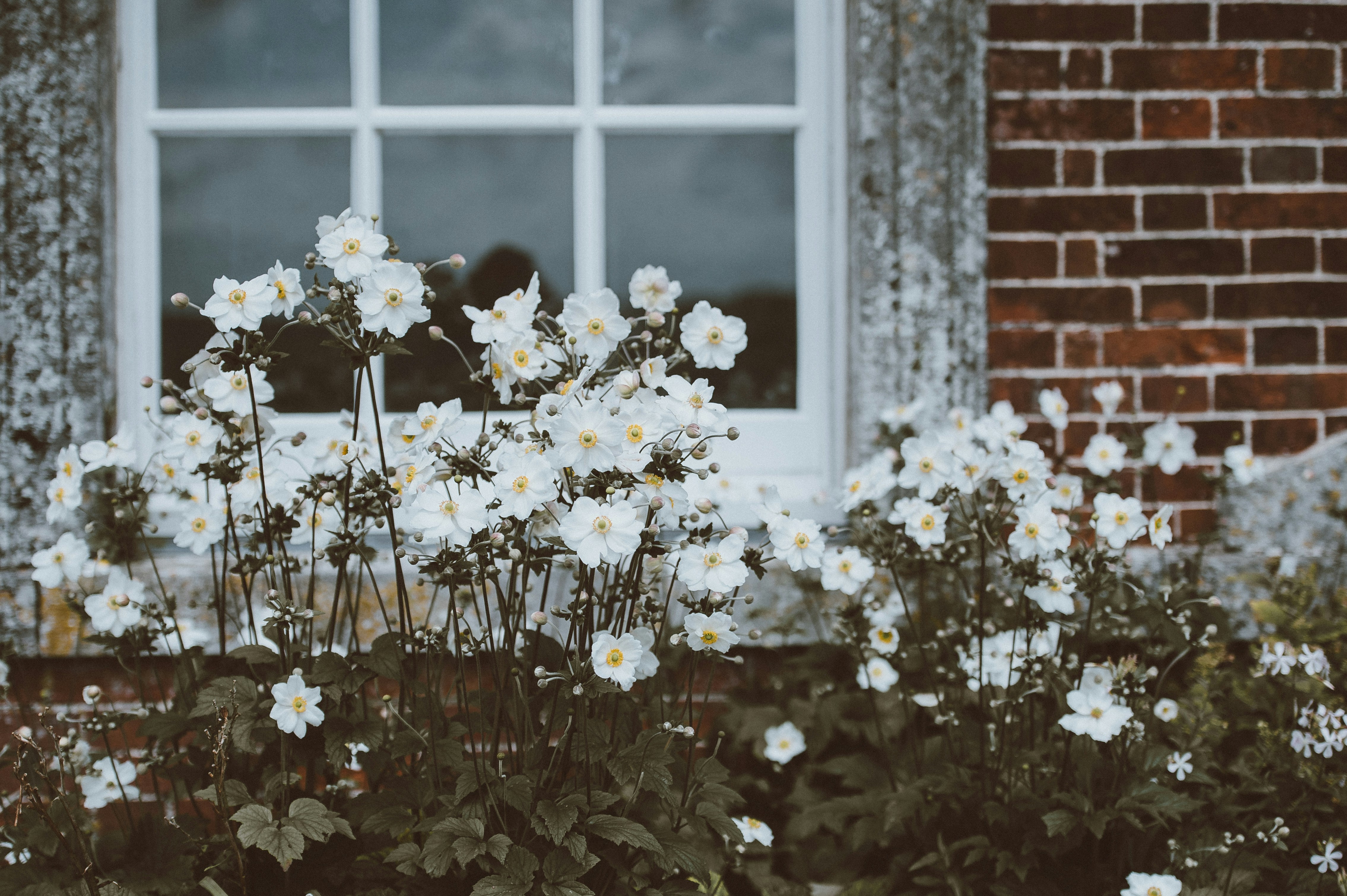 White Florals in Front of a Brick Window