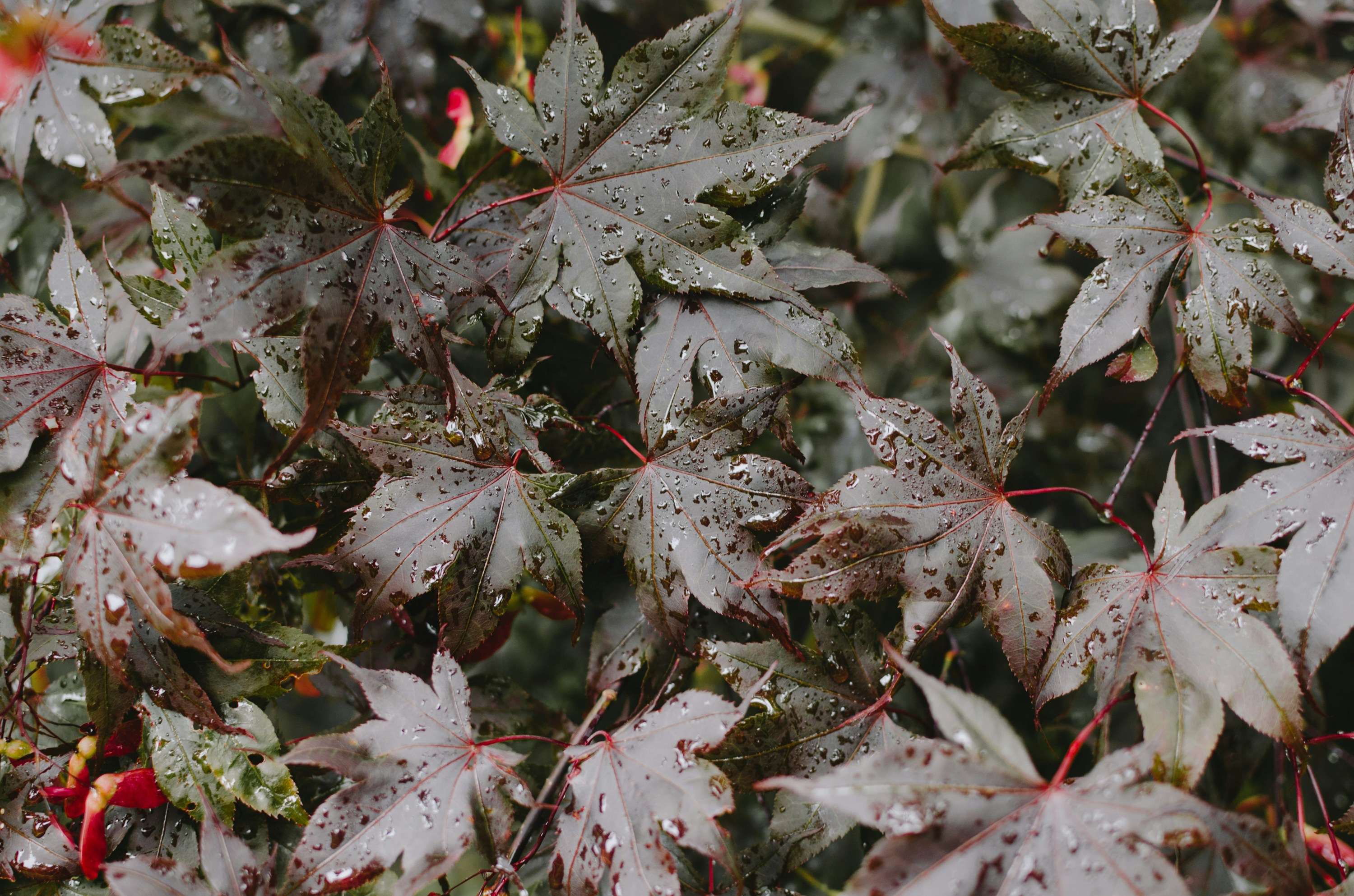 Maroon leaf photo – Free Tree Image on Unsplash