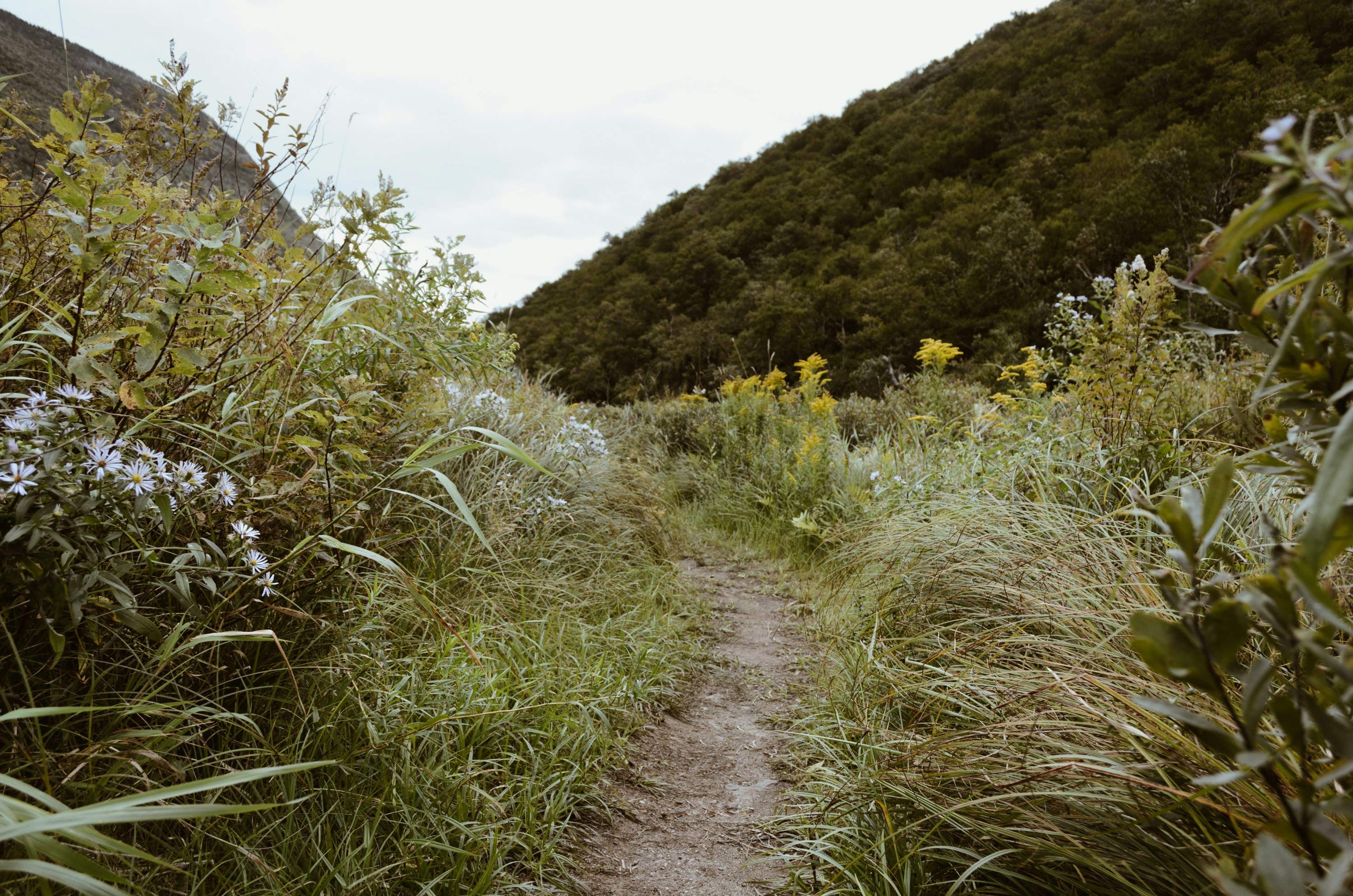 We were walking toward a tourist site to visit a point in the White Mountains when we saw this little side path leading to a mountain lake. It was a peaceful little trail that led to a rocky beach area. | pathway on grass field beside on hill during daytime