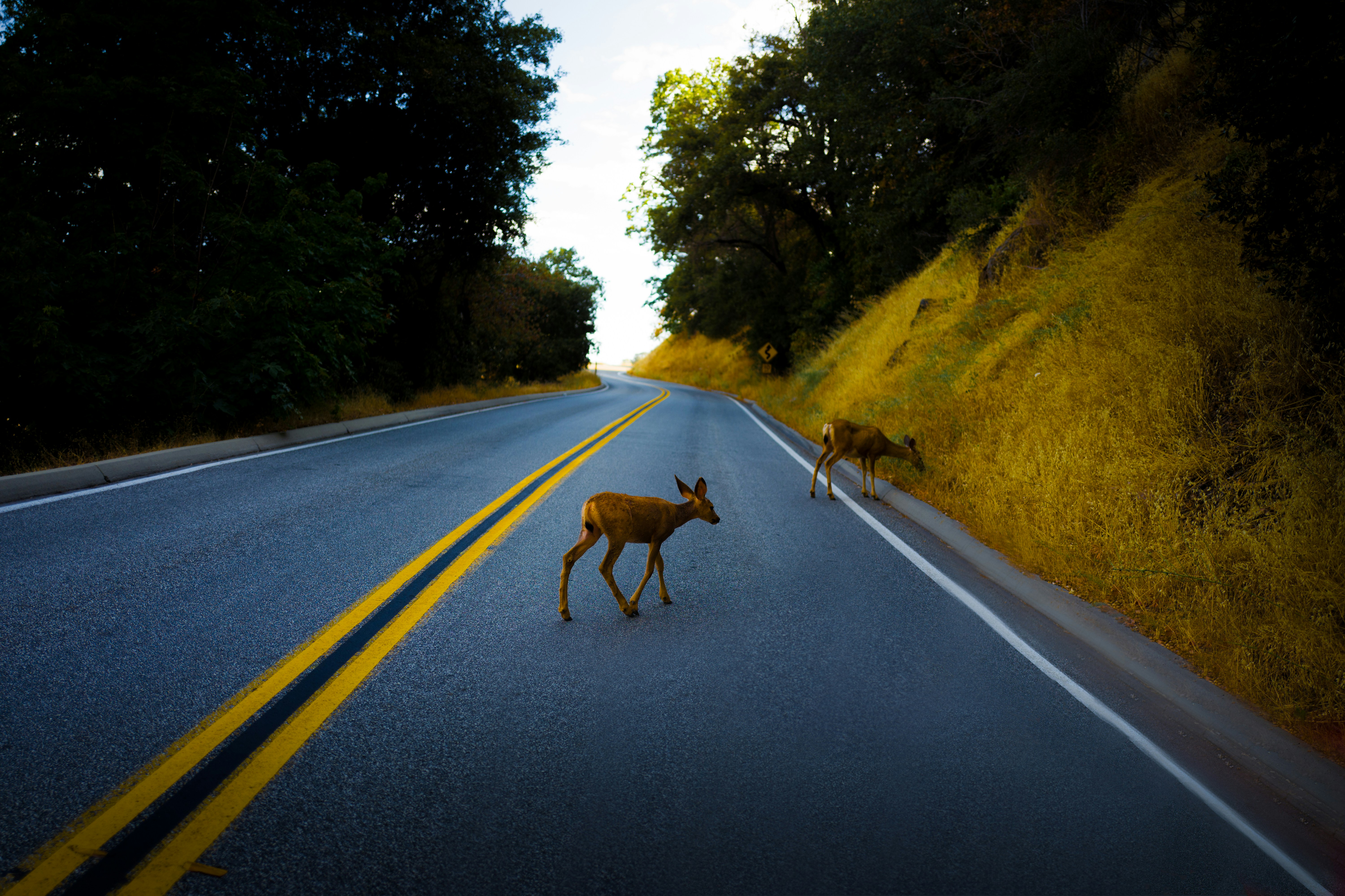 Two deer cautiously navigating a quiet road, surrounded by lush greenery and golden grass. The scene captures a serene yet alert moment in nature.