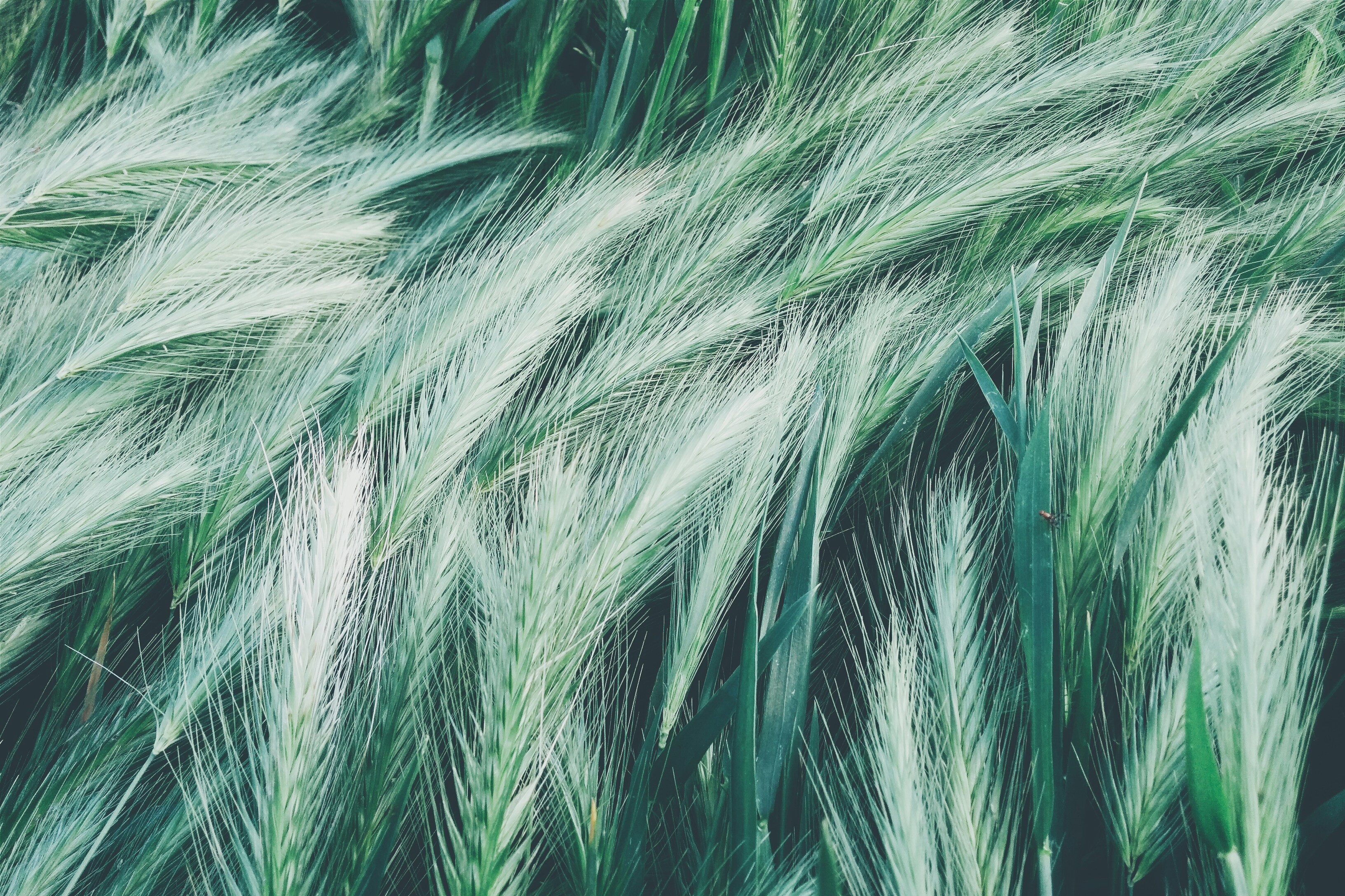Delicate green grass blades sway gently, creating a textured tapestry of nature's beauty.