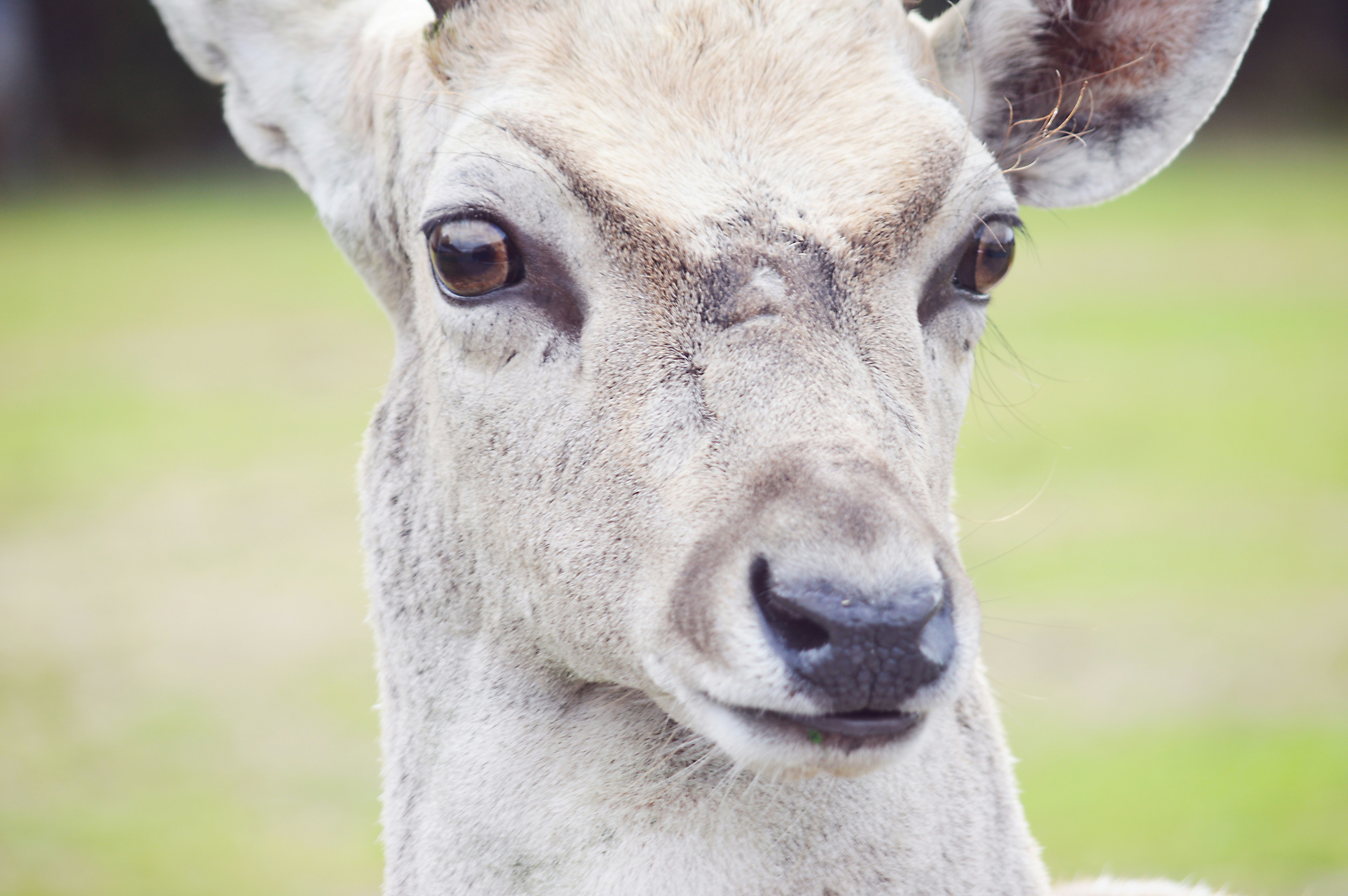 Glimm of Patience: A Pale Deer Stares Down the Lens