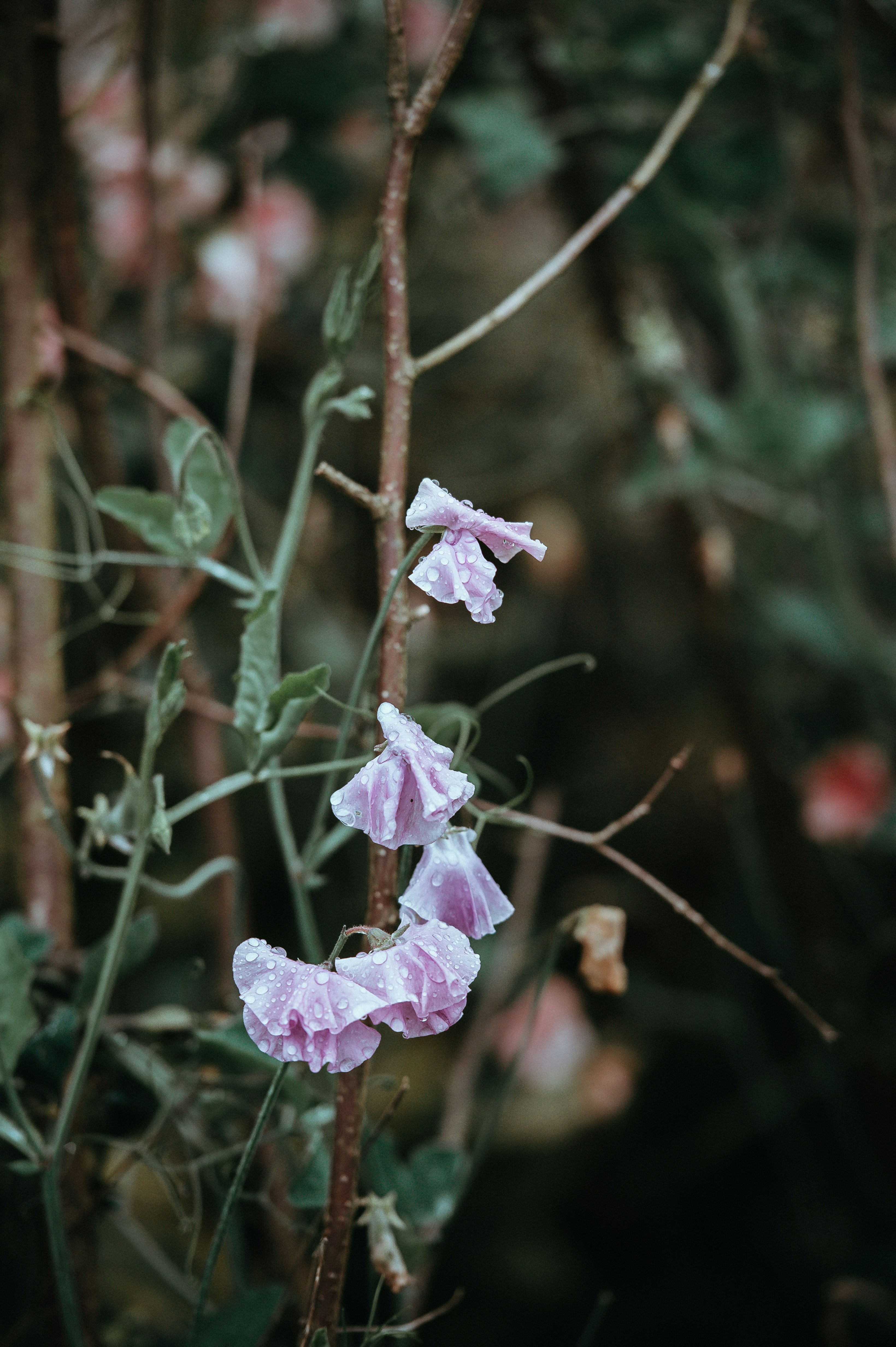 Sweet Pea Pictures | Download Free Images on Unsplash